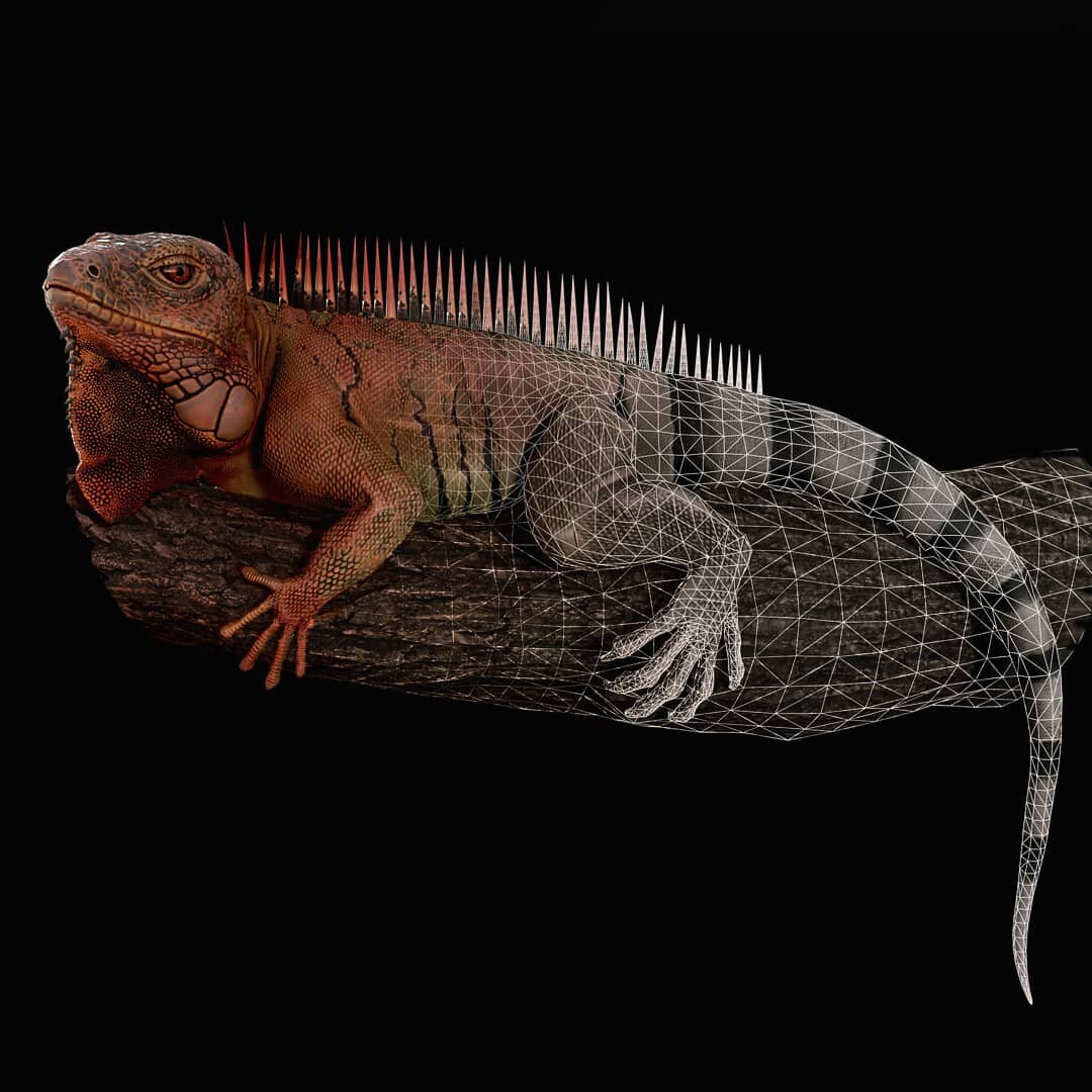 ArtStation - Iguana low poly