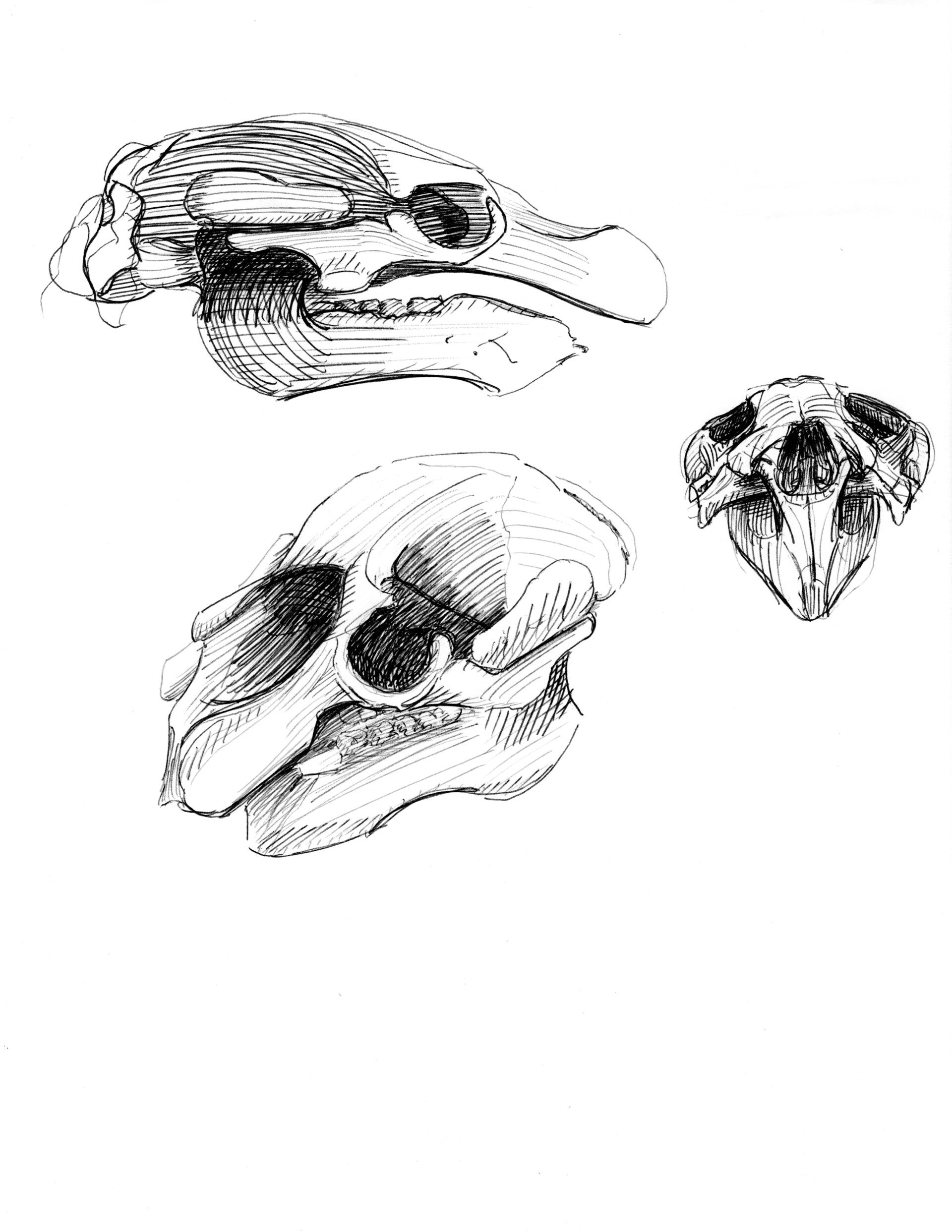 Squirrel Skull Drawing