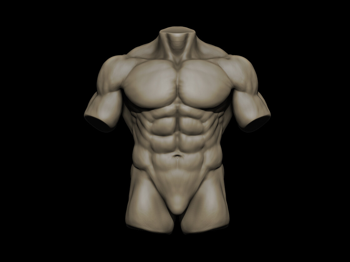 ArtStation - Torso Study