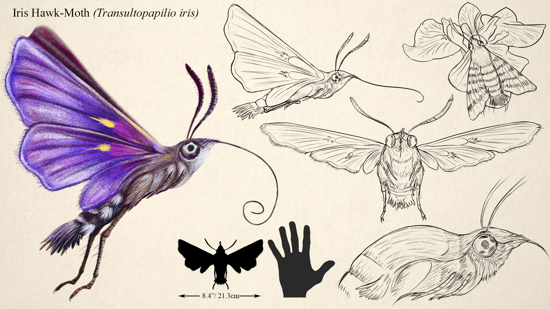 Adam _RL - Iris Hawk-Moth (Creature Concept)