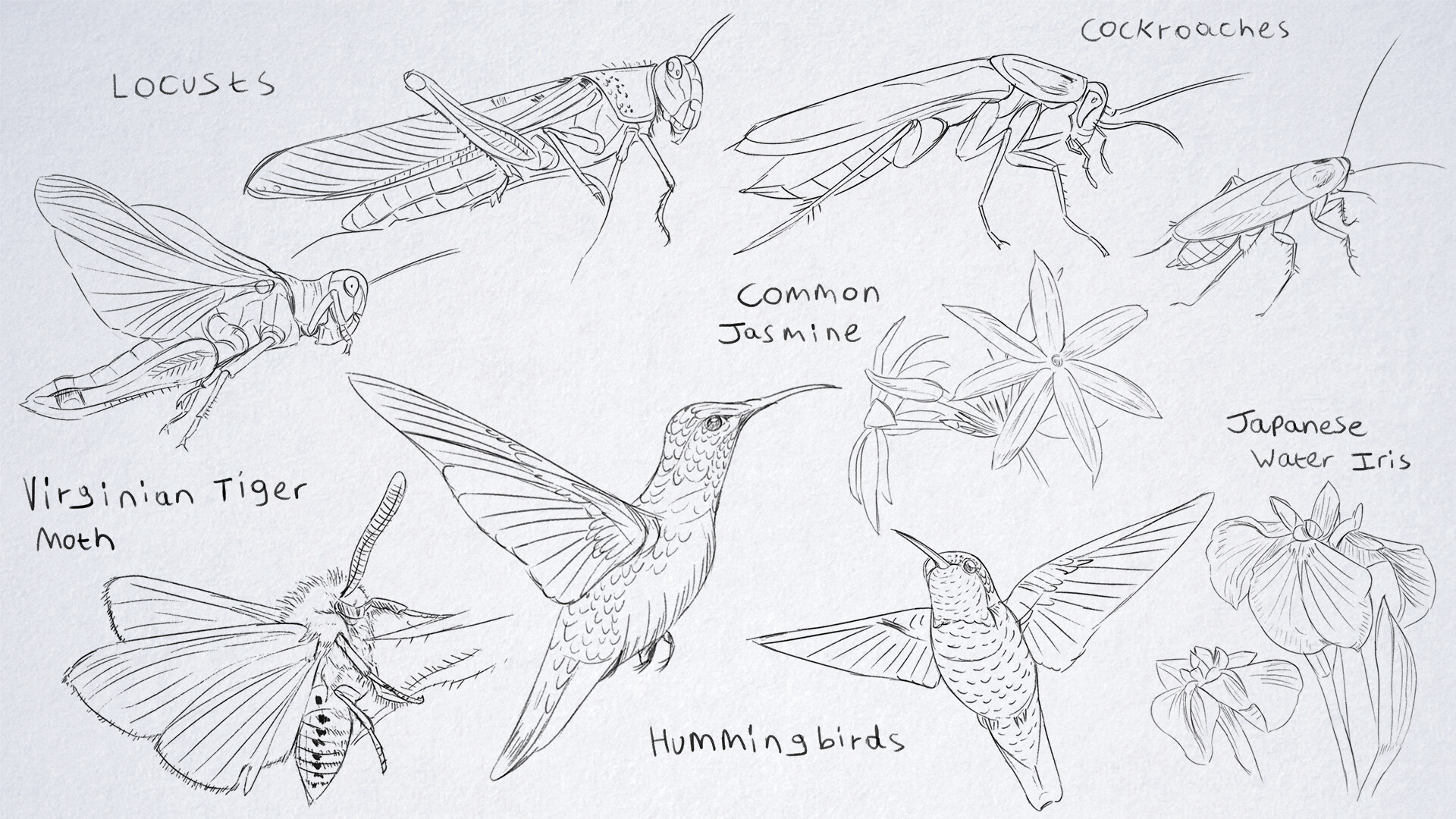 Adam _RL - Iris Hawk-Moth (Creature Concept)