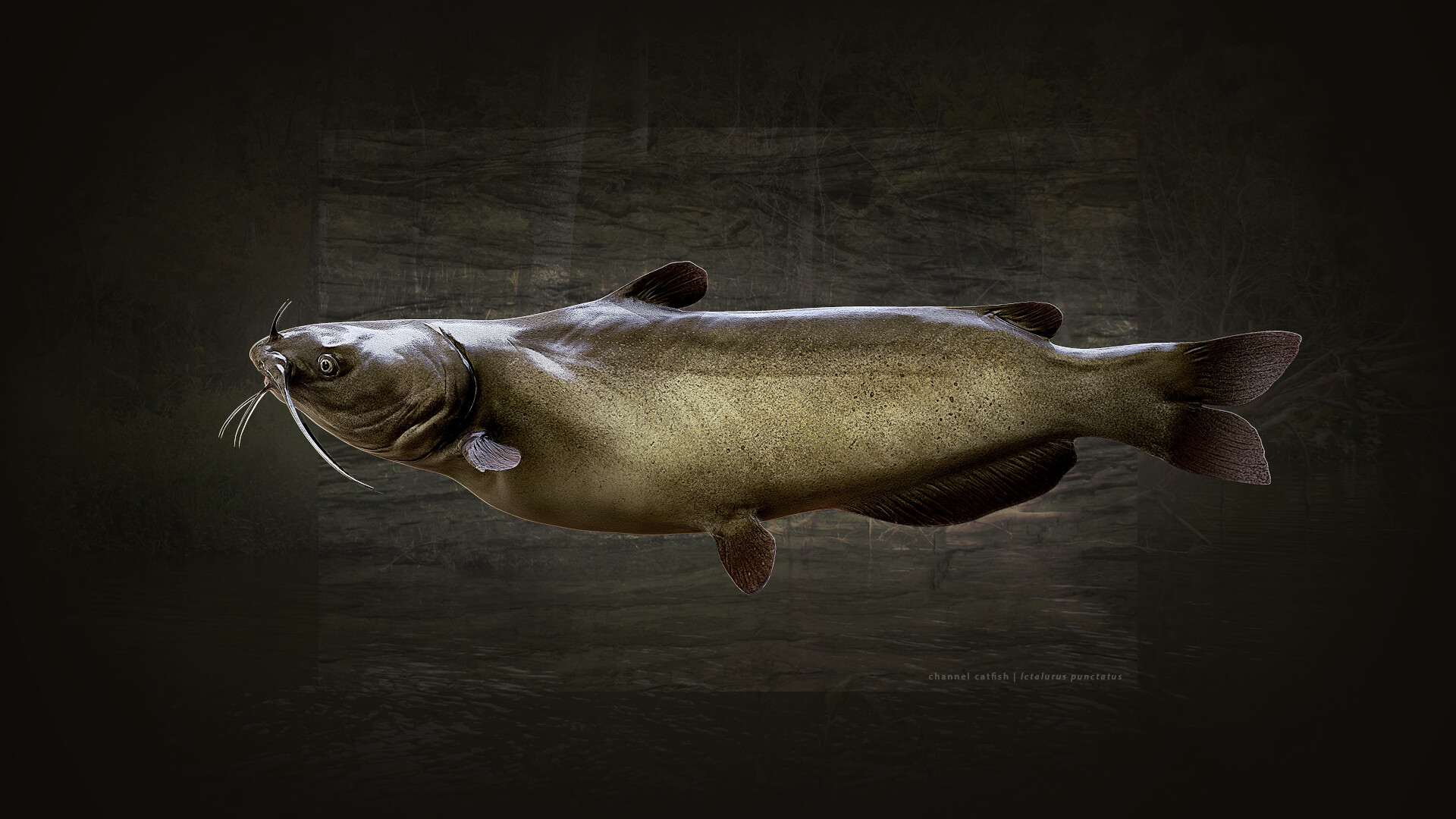 Channel Catfish Wallpaper