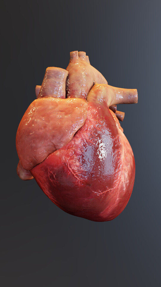 ArtStation - human heart
