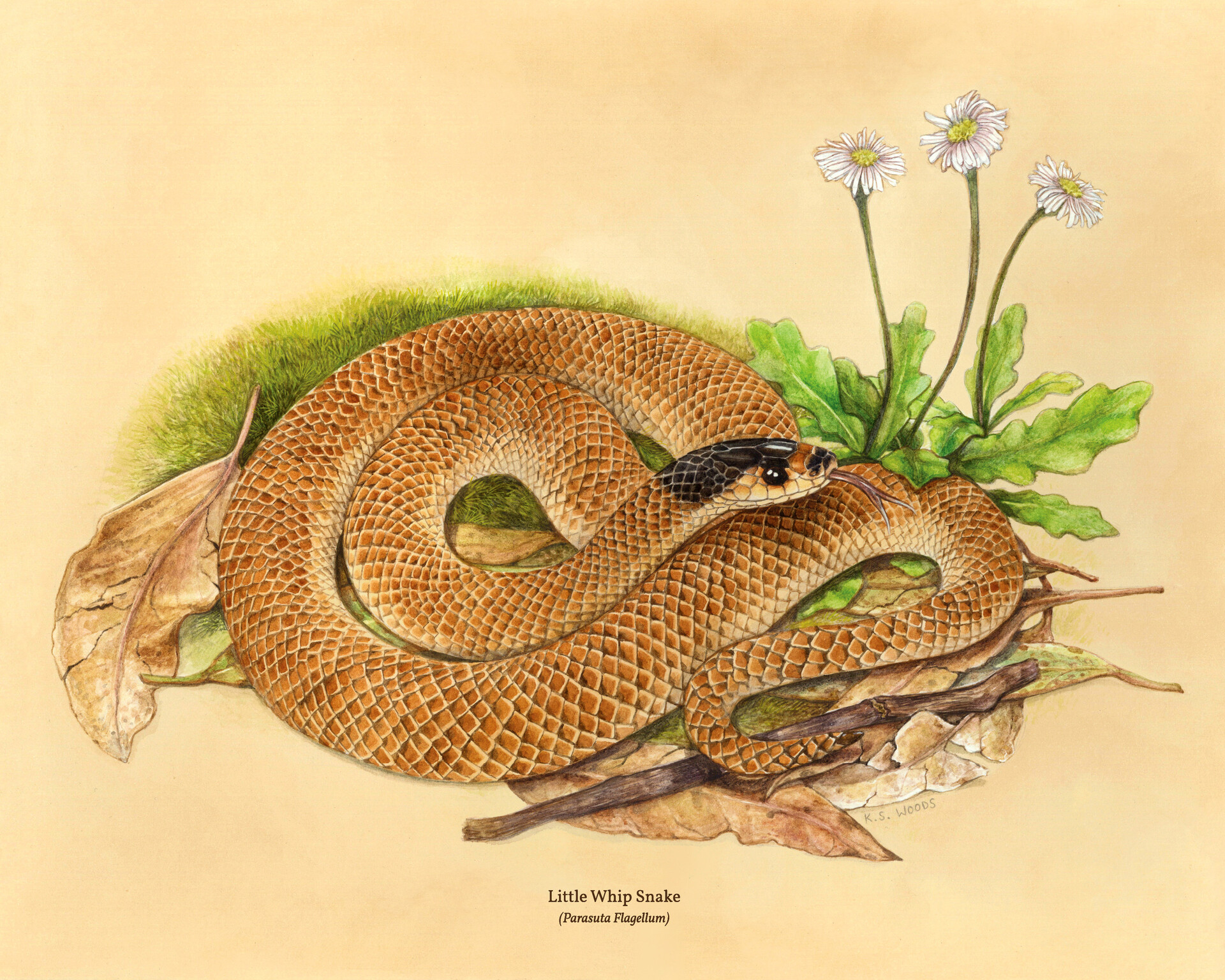 Kayla Woods - Little Whip Snake (Parasuta Flagellum)