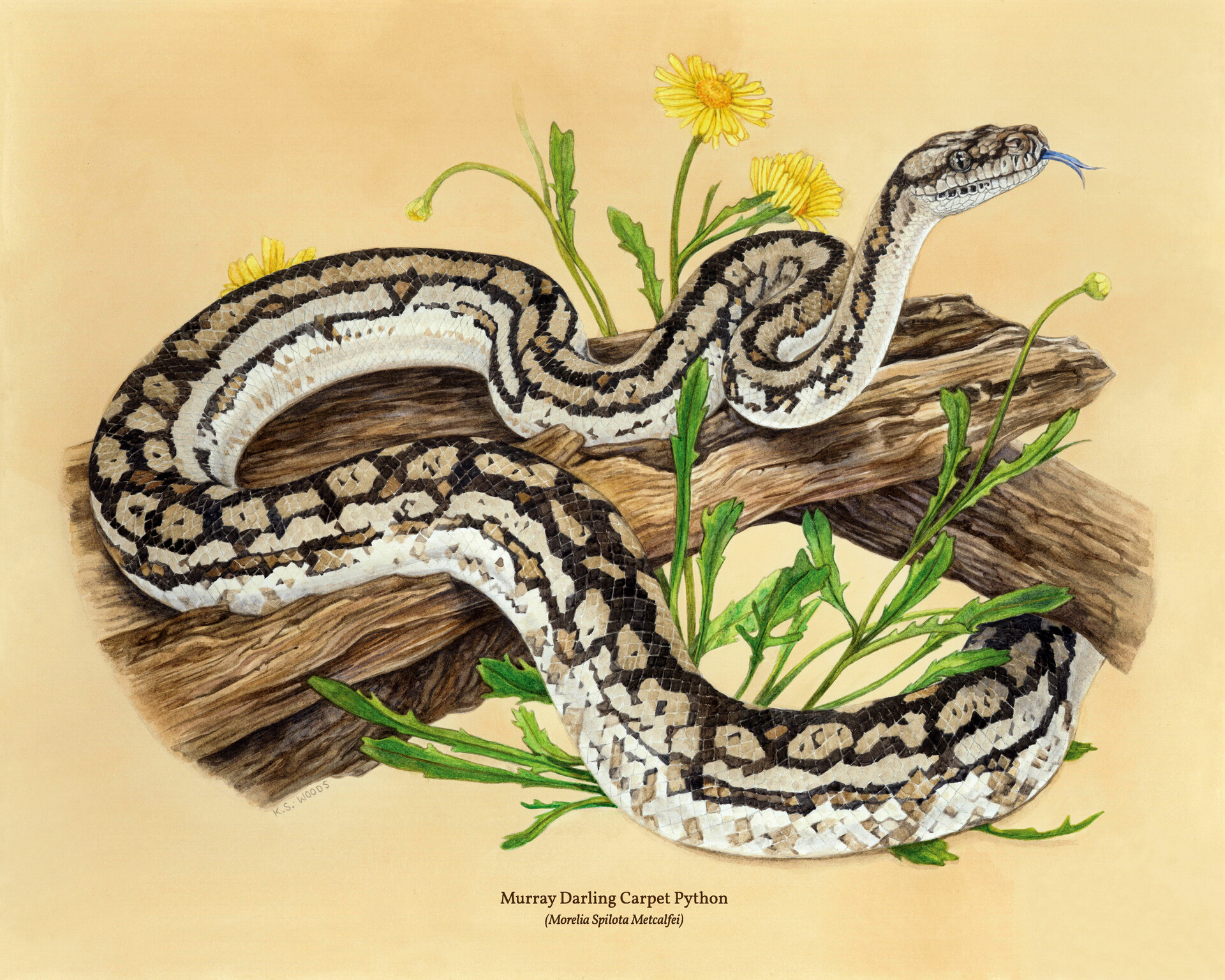 Kayla Woods - Murray Darling Carpet Python (Morelia Spilota Metcafei)