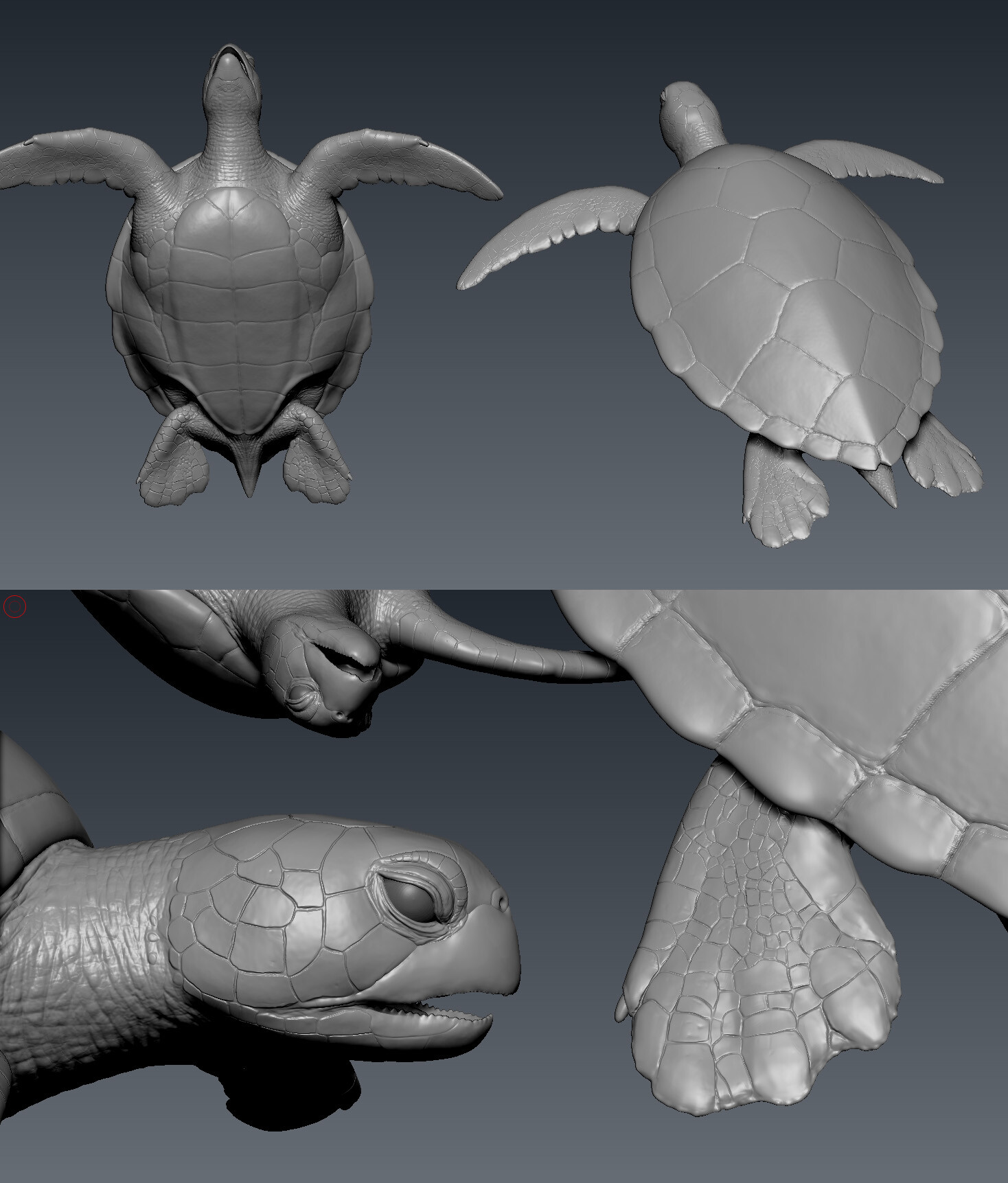 Samantha Rogers - Green Sea Turtle - Maneater