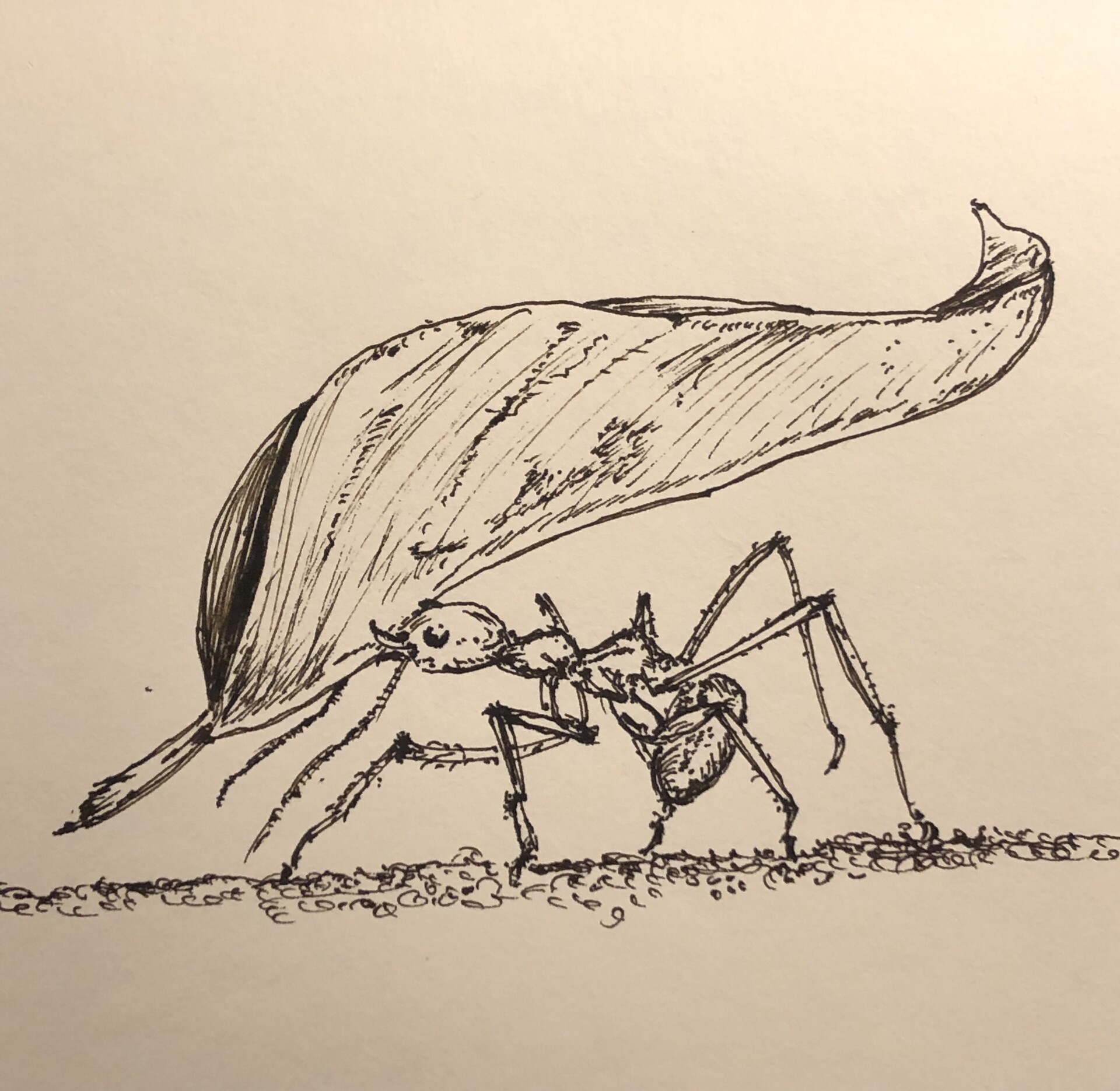 ArtStation - Ant