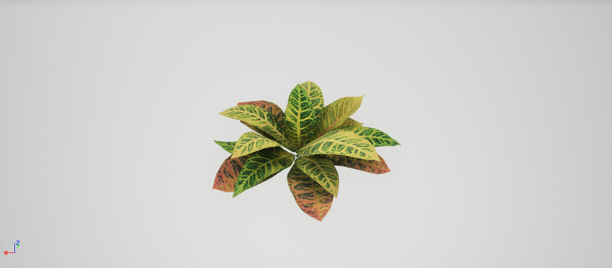 Jack Hocking - VR Foliage - Croton - Codiaeum variegatum sp