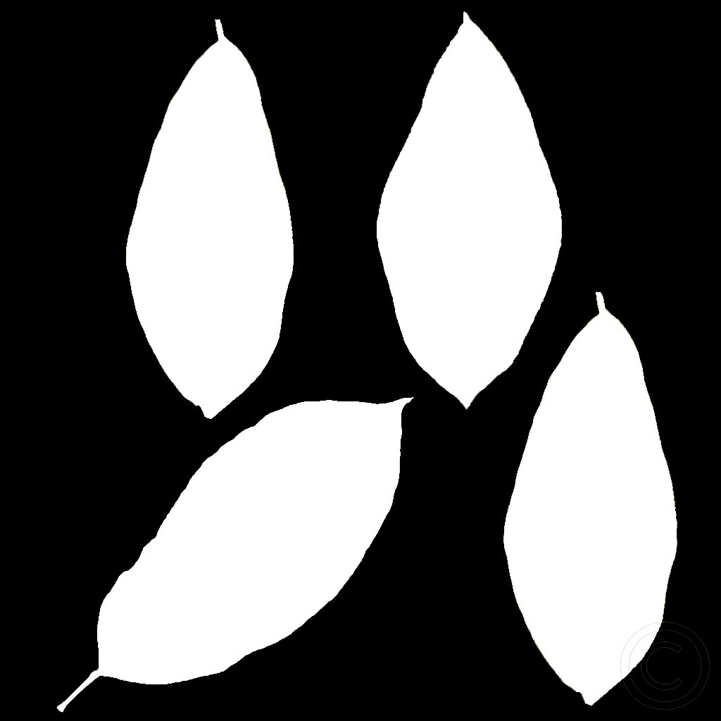 Jack Hocking - VR Foliage - Croton - Codiaeum variegatum sp