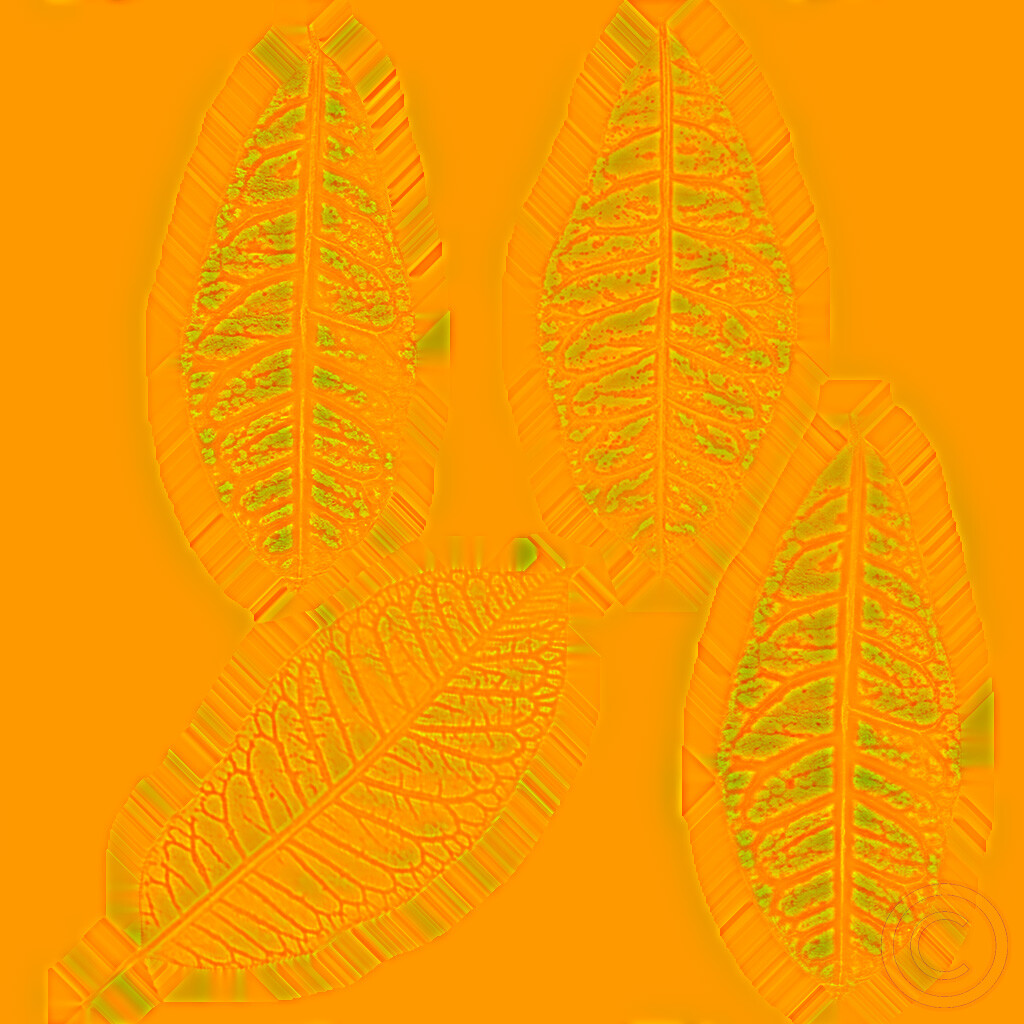 Jack Hocking - VR Foliage - Croton - Codiaeum variegatum sp