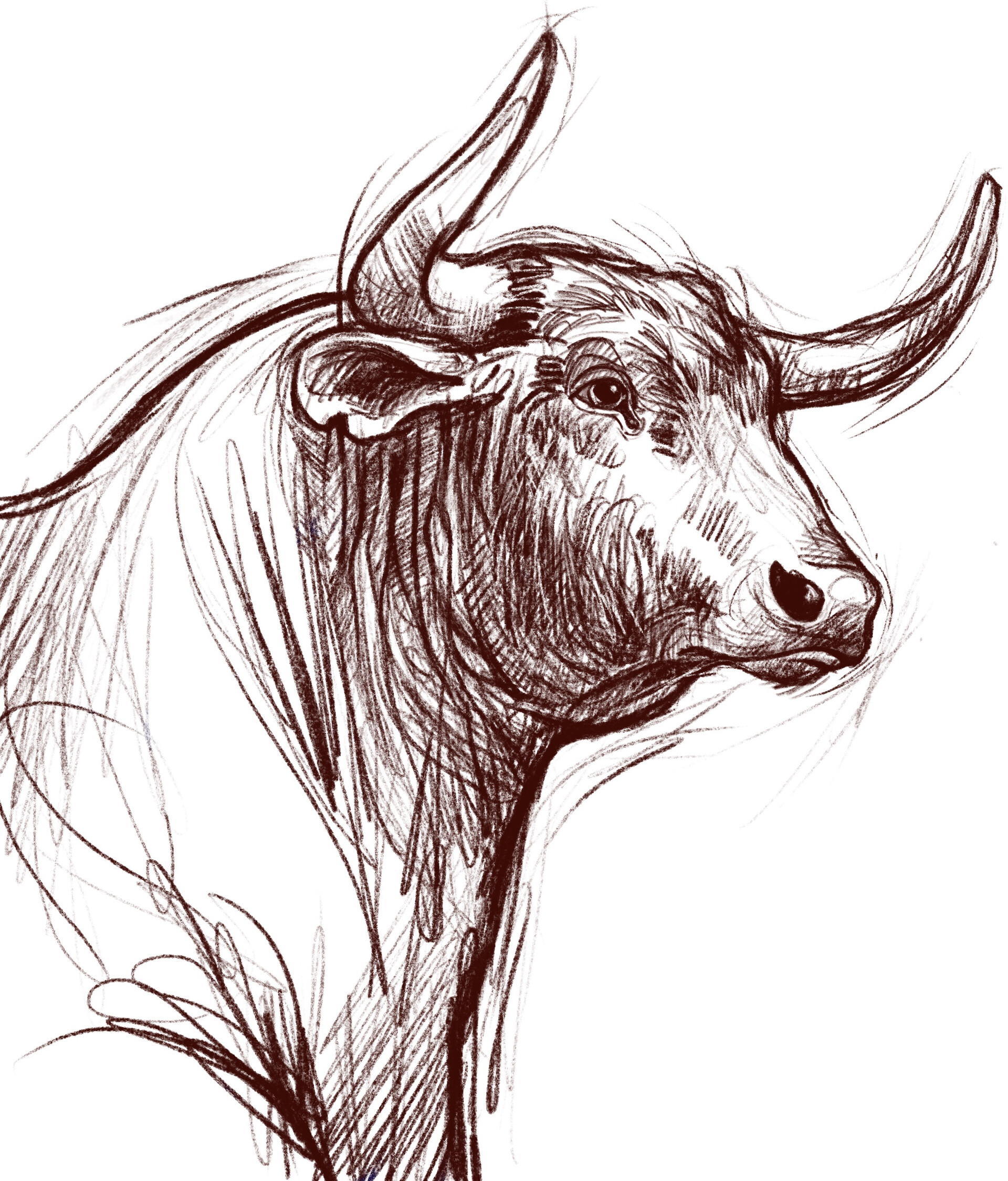 ArtStation - The Bull