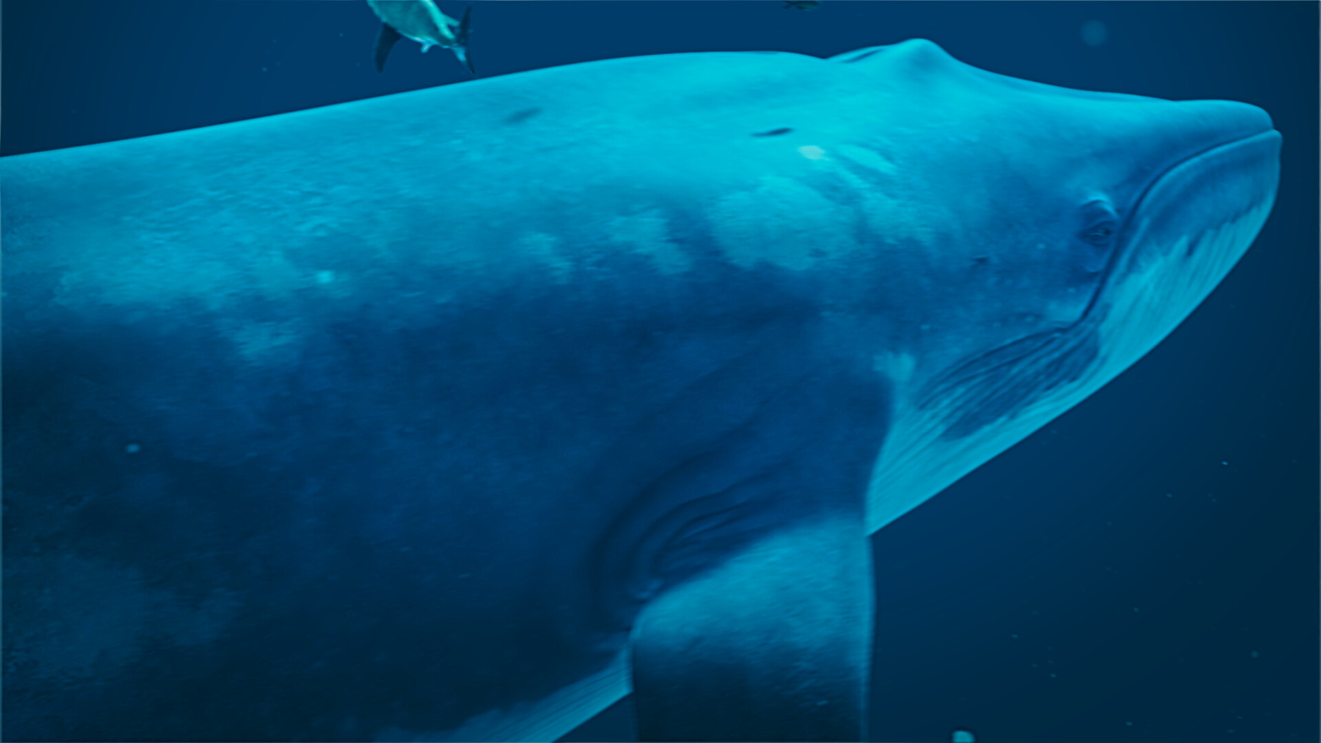 Rodrigo Braga - Deep to Reef / China