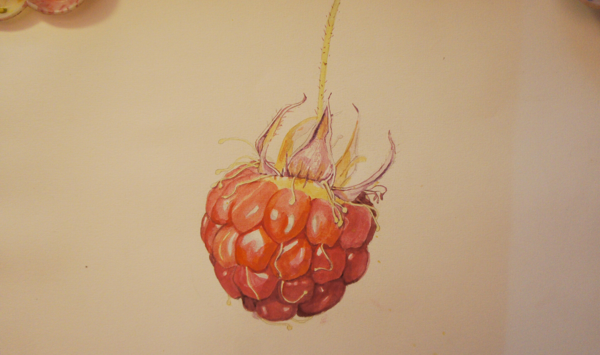 ArtStation - Raspberry - Water Color Practise