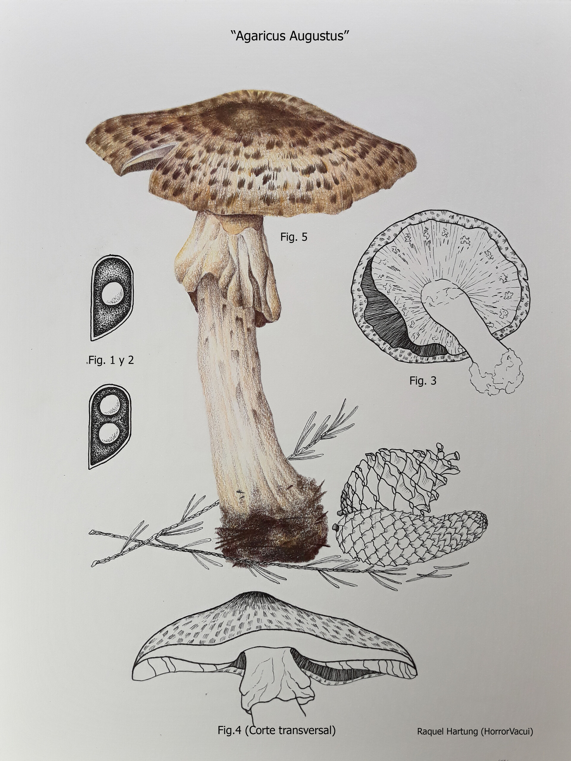 ArtStation - "Agaricus Augustus"