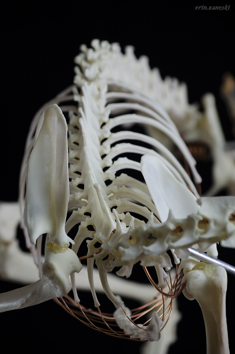 Erin Zaneski - Skeleton Articulation: Lynx rufus + Felis catus