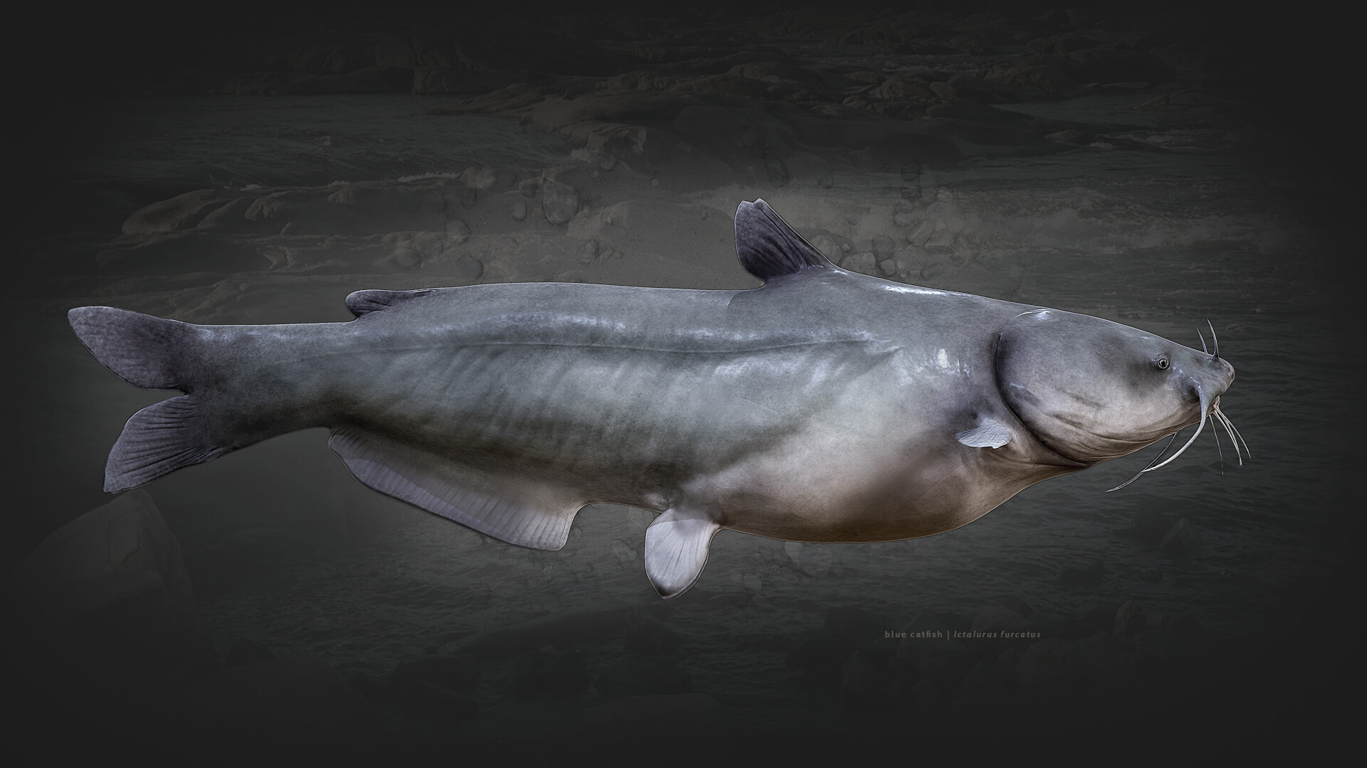 Cindy Raggo - Blue Catfish (Ictalurus furcatus)