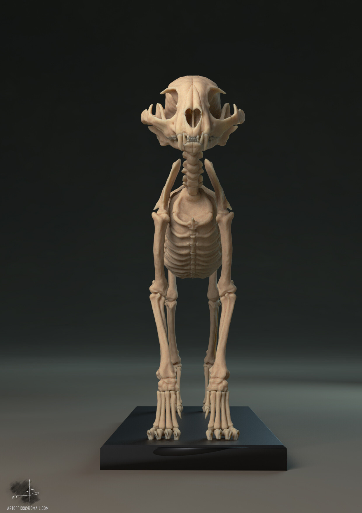 Faheem Mushtaq - Eurasian lynx Skeleton