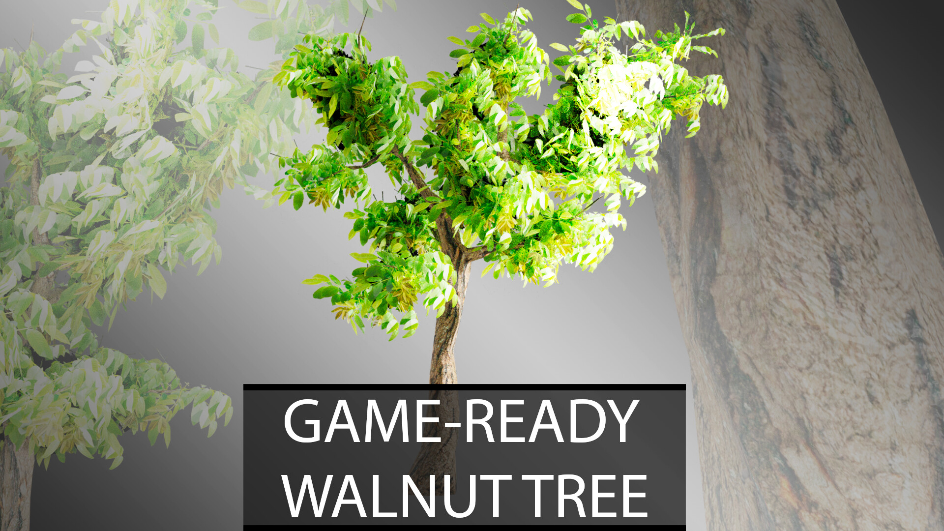 ArtStation - Game-Ready Walnut Tree