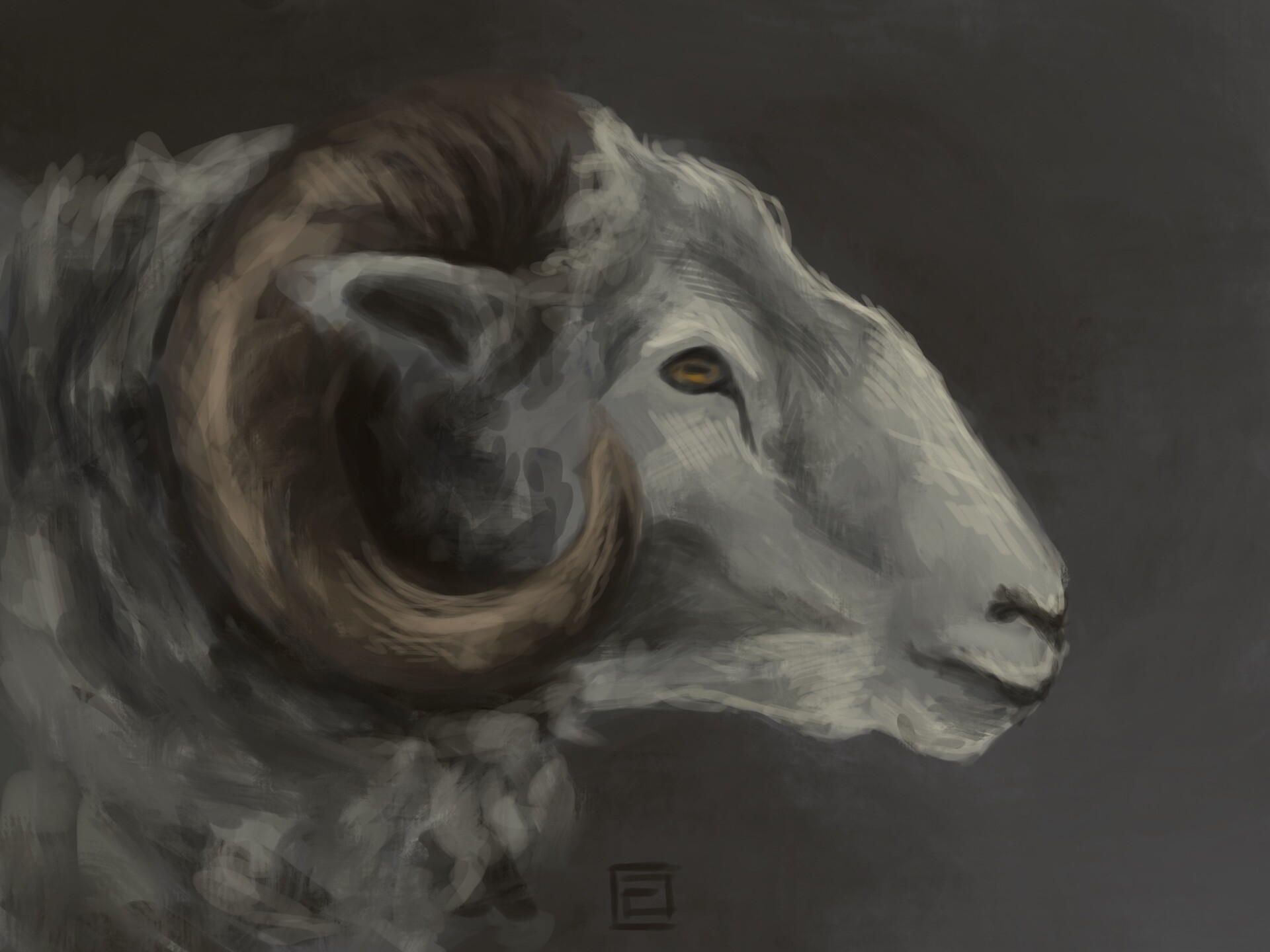 ArtStation - Sheep study