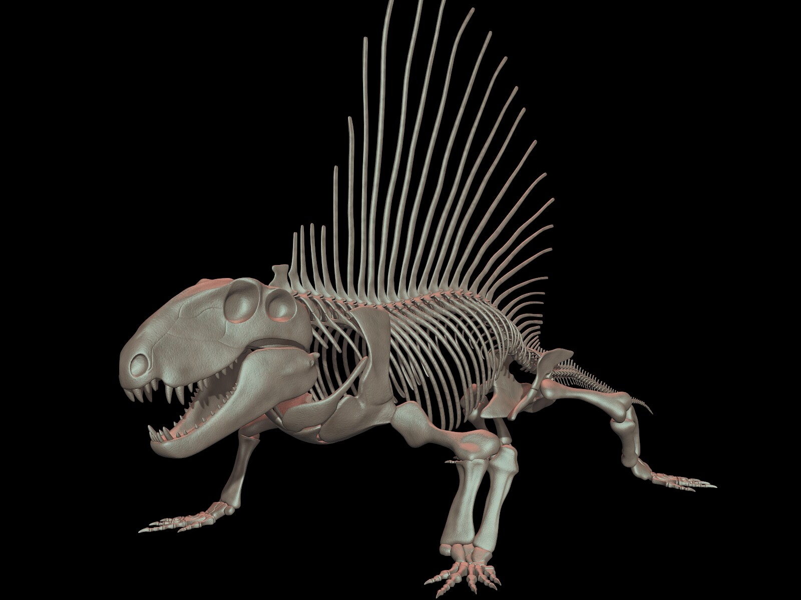 dimetrodon skeleton