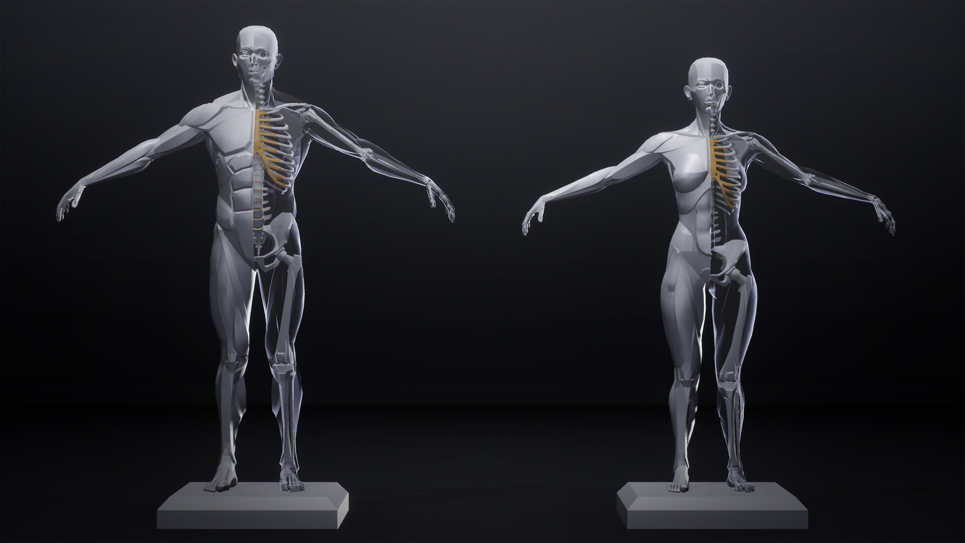 Anh-Kim Rémy LE - Planar Anatomy (male & female)