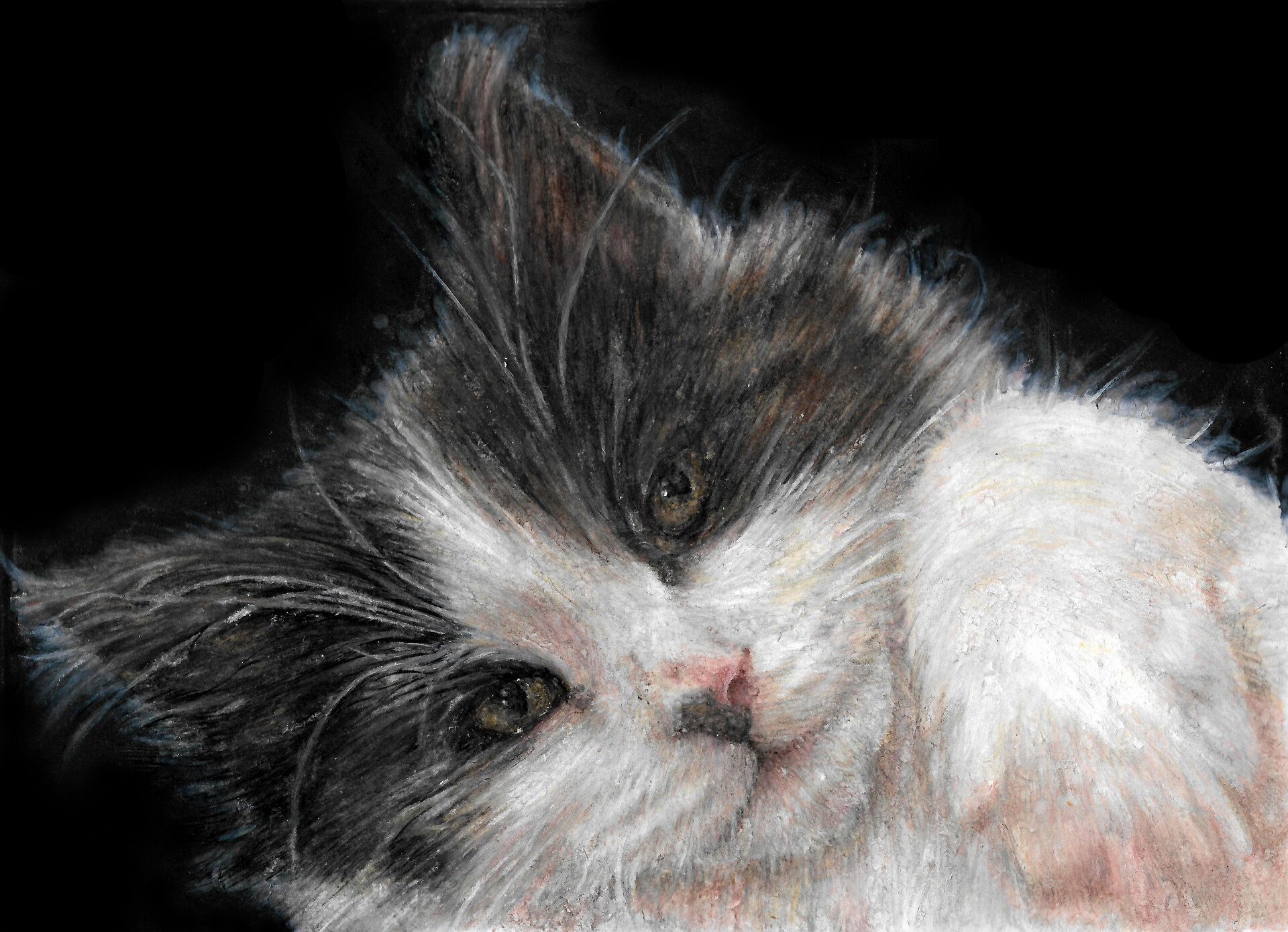 Ross Buckner - Enzo, the Black and White Cat