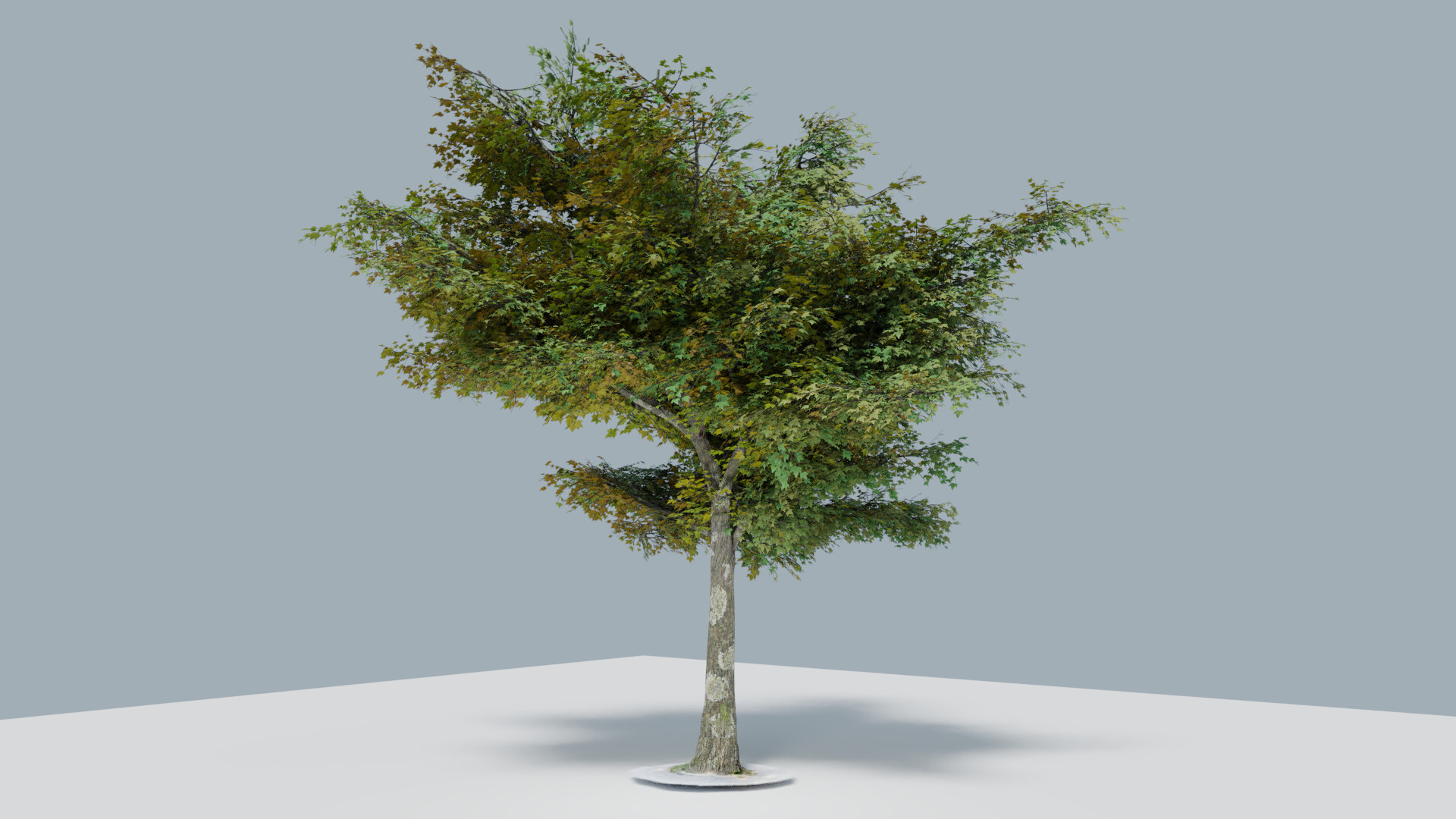 ArtStation - 3D scan of a tree