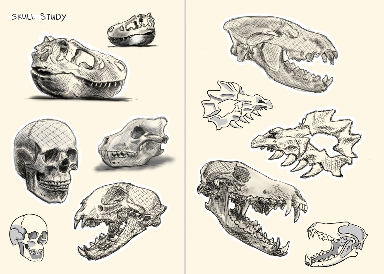 ArtStation - Skull Study