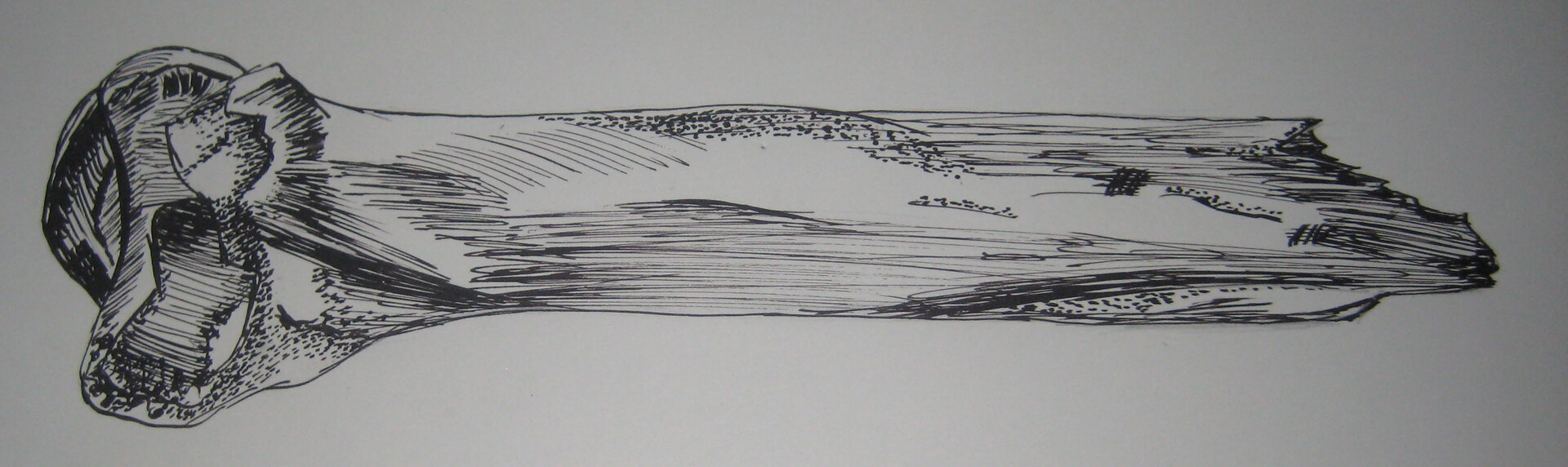 ArtStation - Pen on Paper - Bone