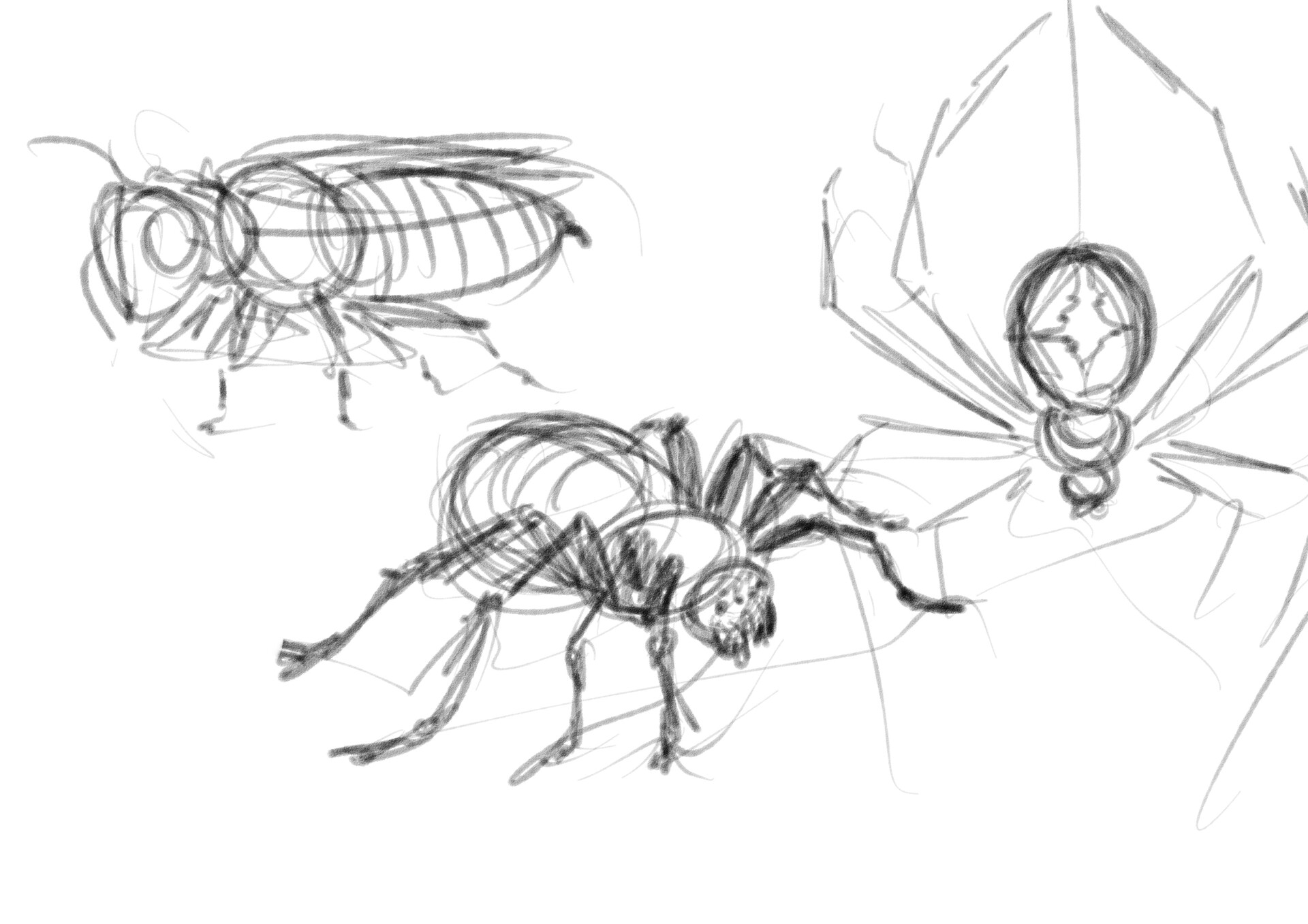 ArtStation - Insects