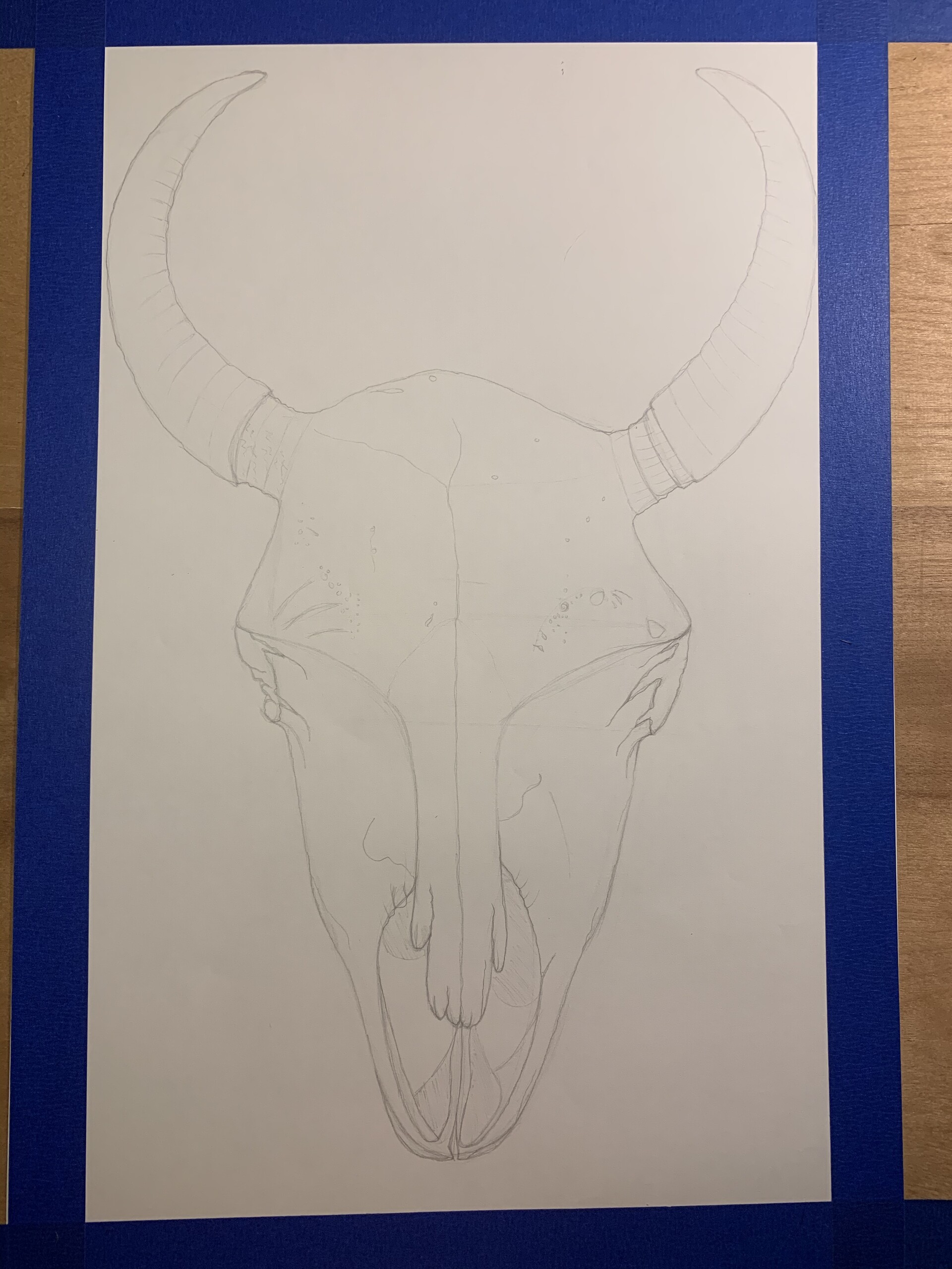 how to draw a buffalo skull
