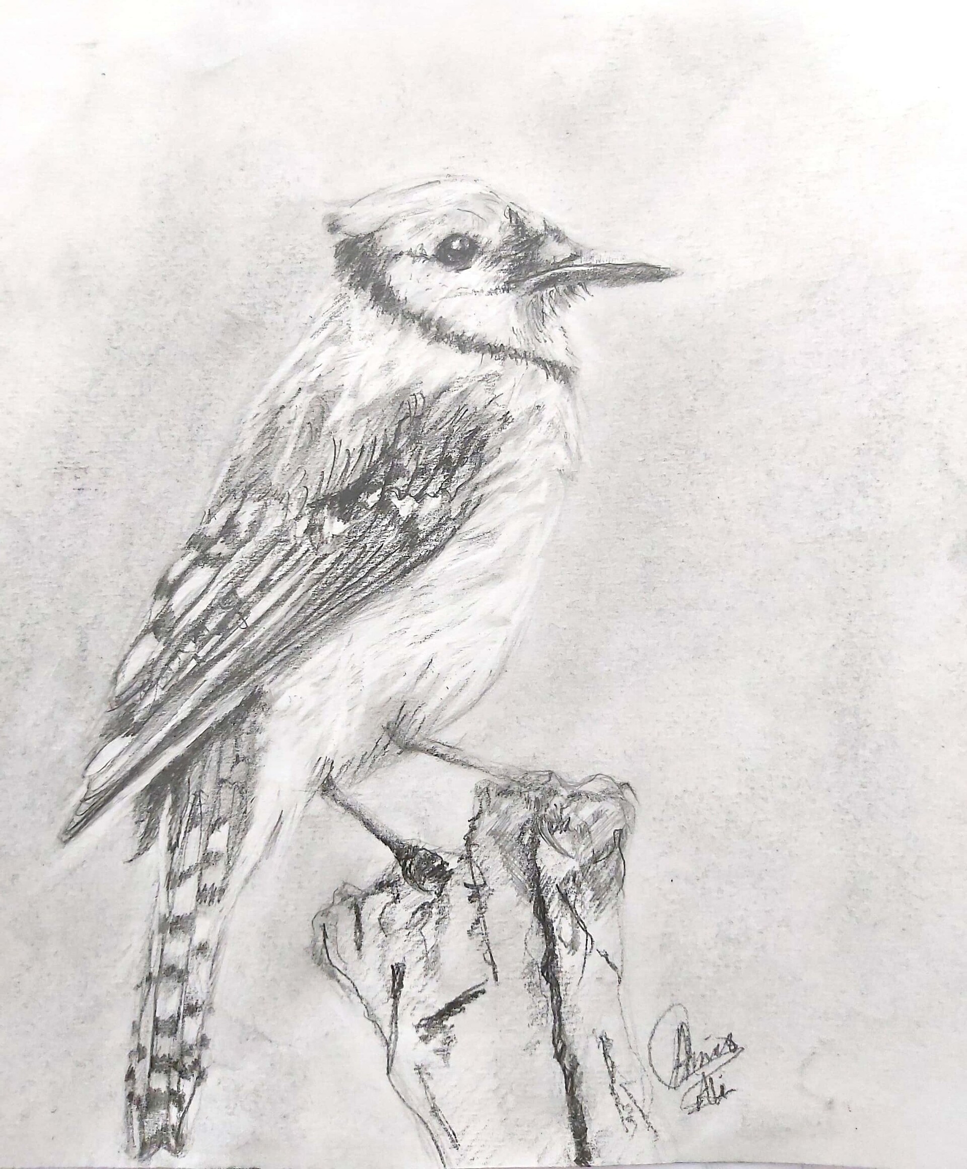 ArtStation - Bird on paper