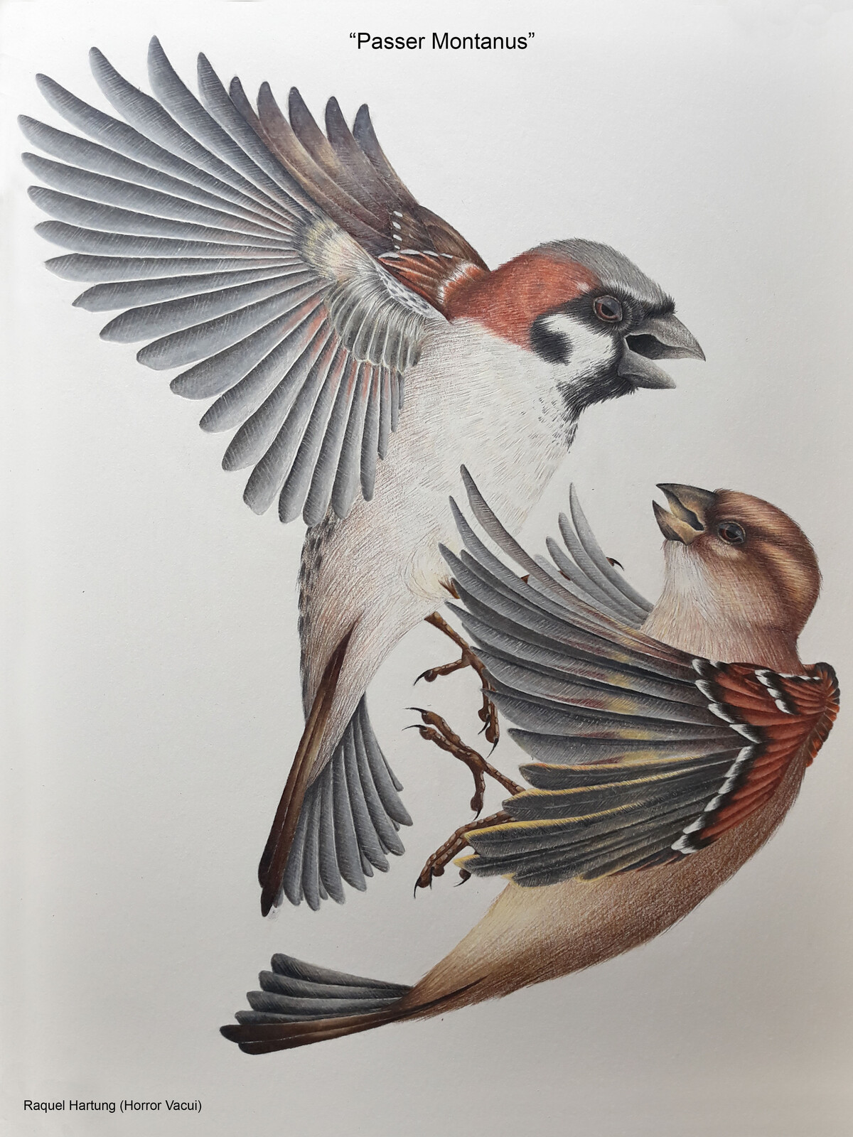 Raquel Hartung - "Passer Montanus"