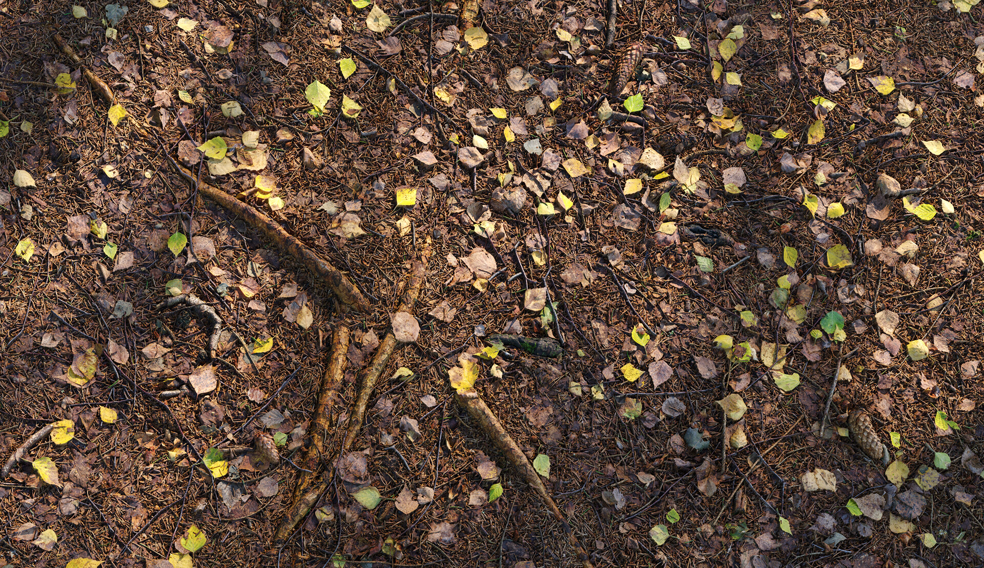 forest floor texture seamless