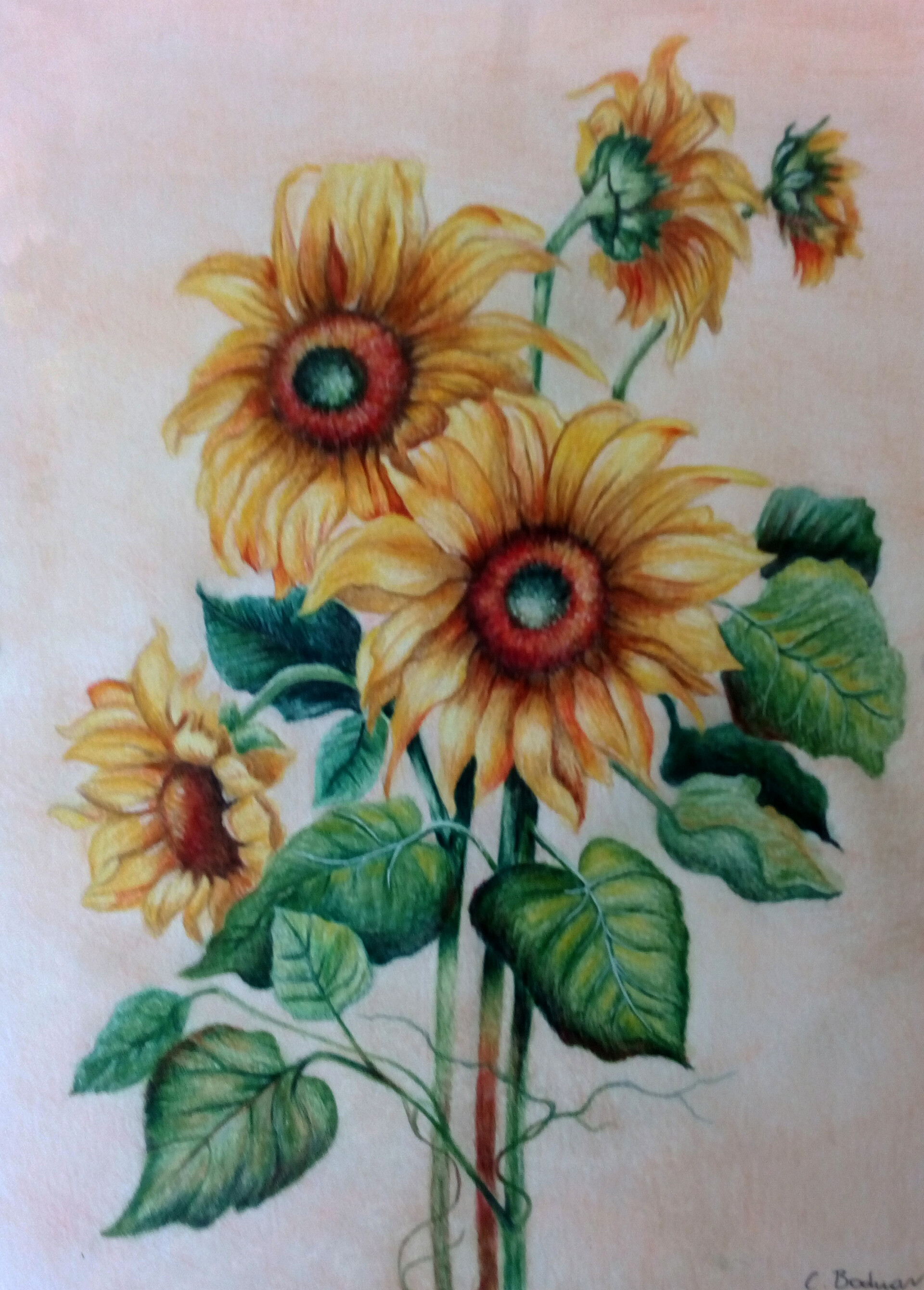 ArtStation - Flowers drawing 2