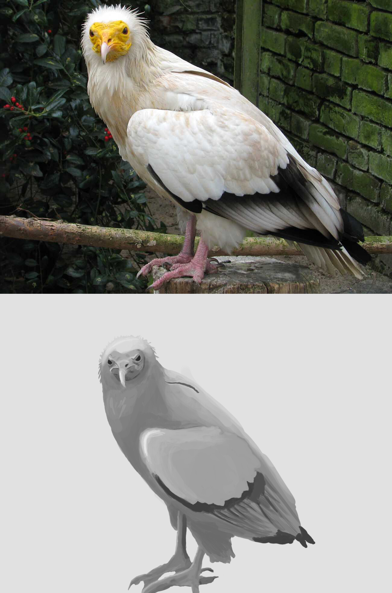 ArtStation - Summer Training - Volture