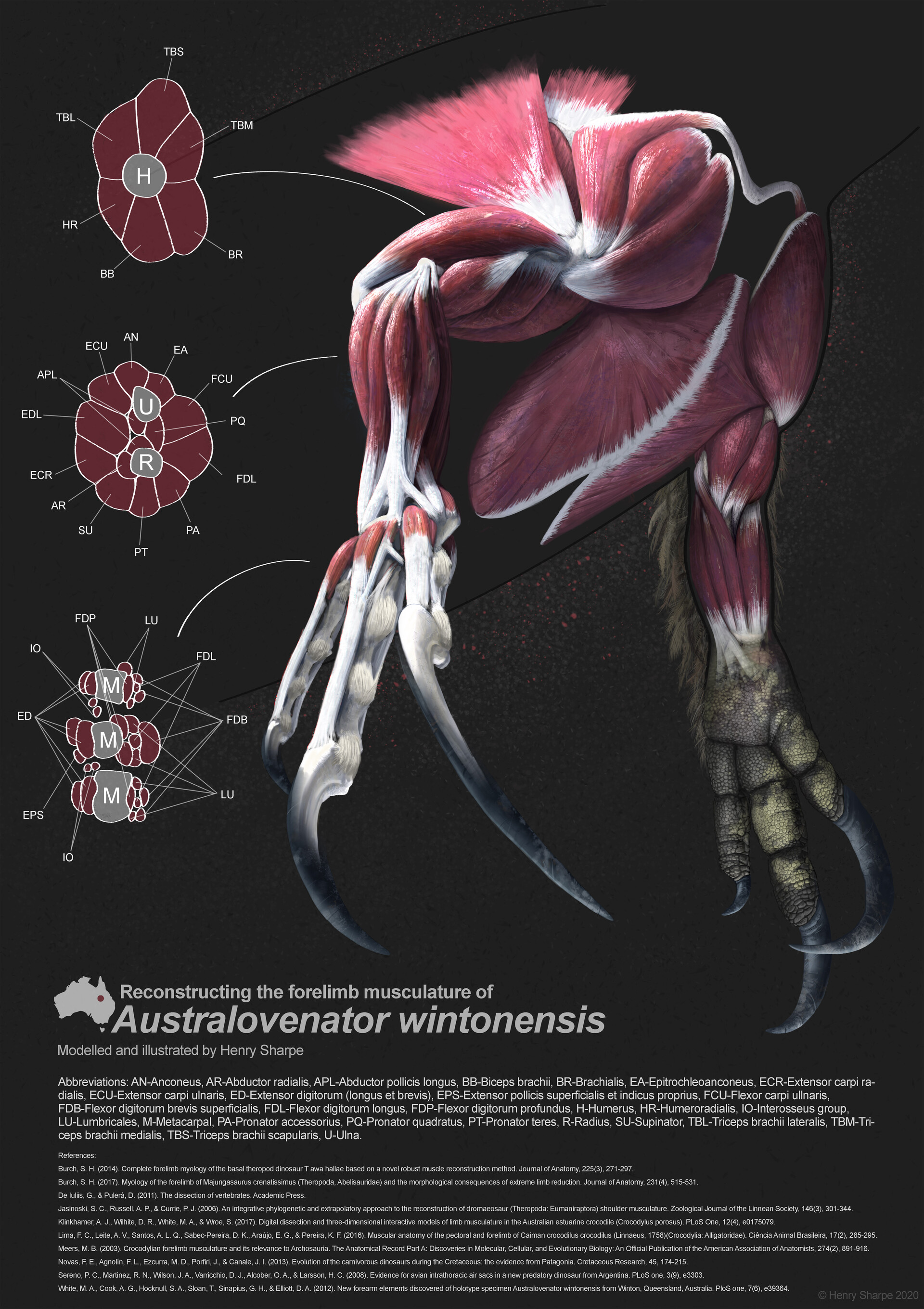 Hank Sharpe - Megaraptoran forearm musculature