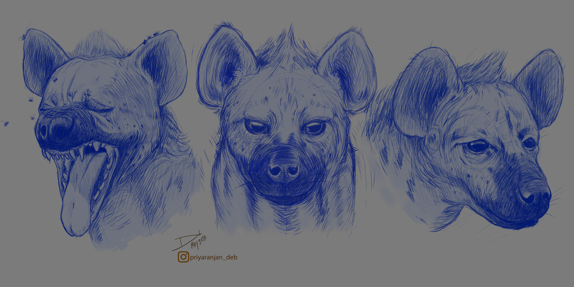 ArtStation - Hyena head study