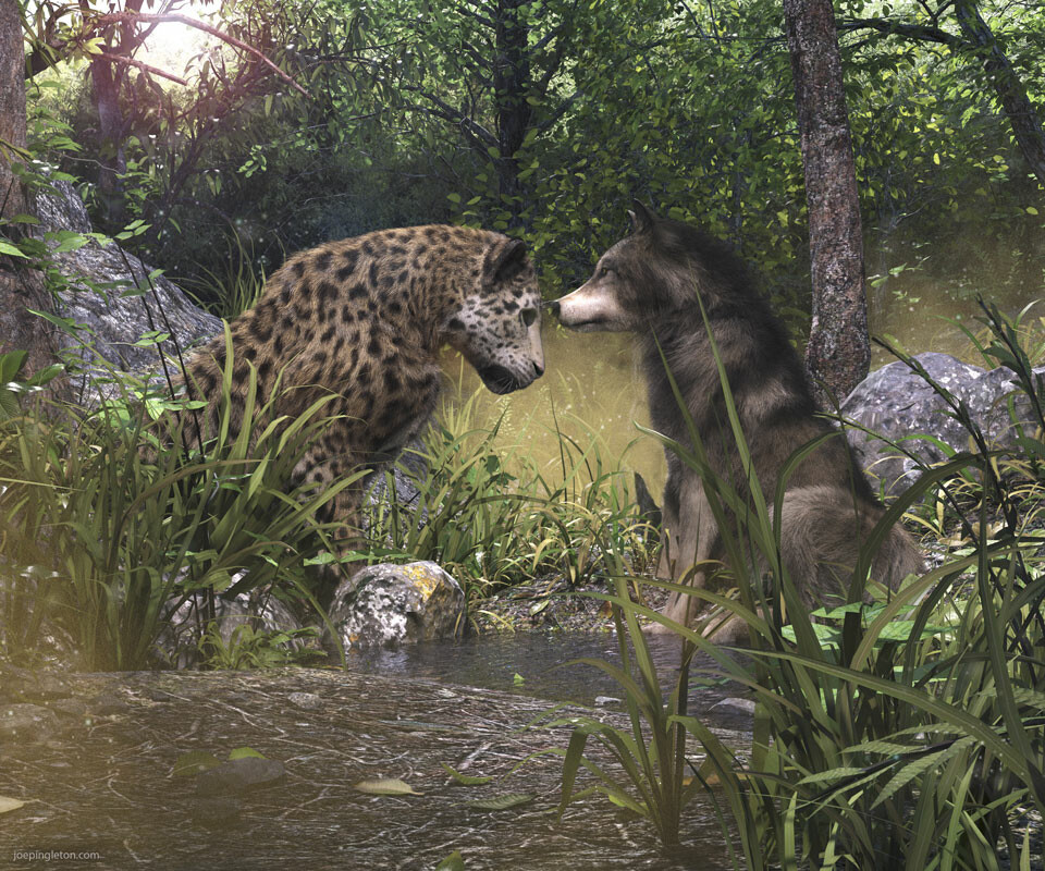 Joe Pingleton - Cats and Dogs