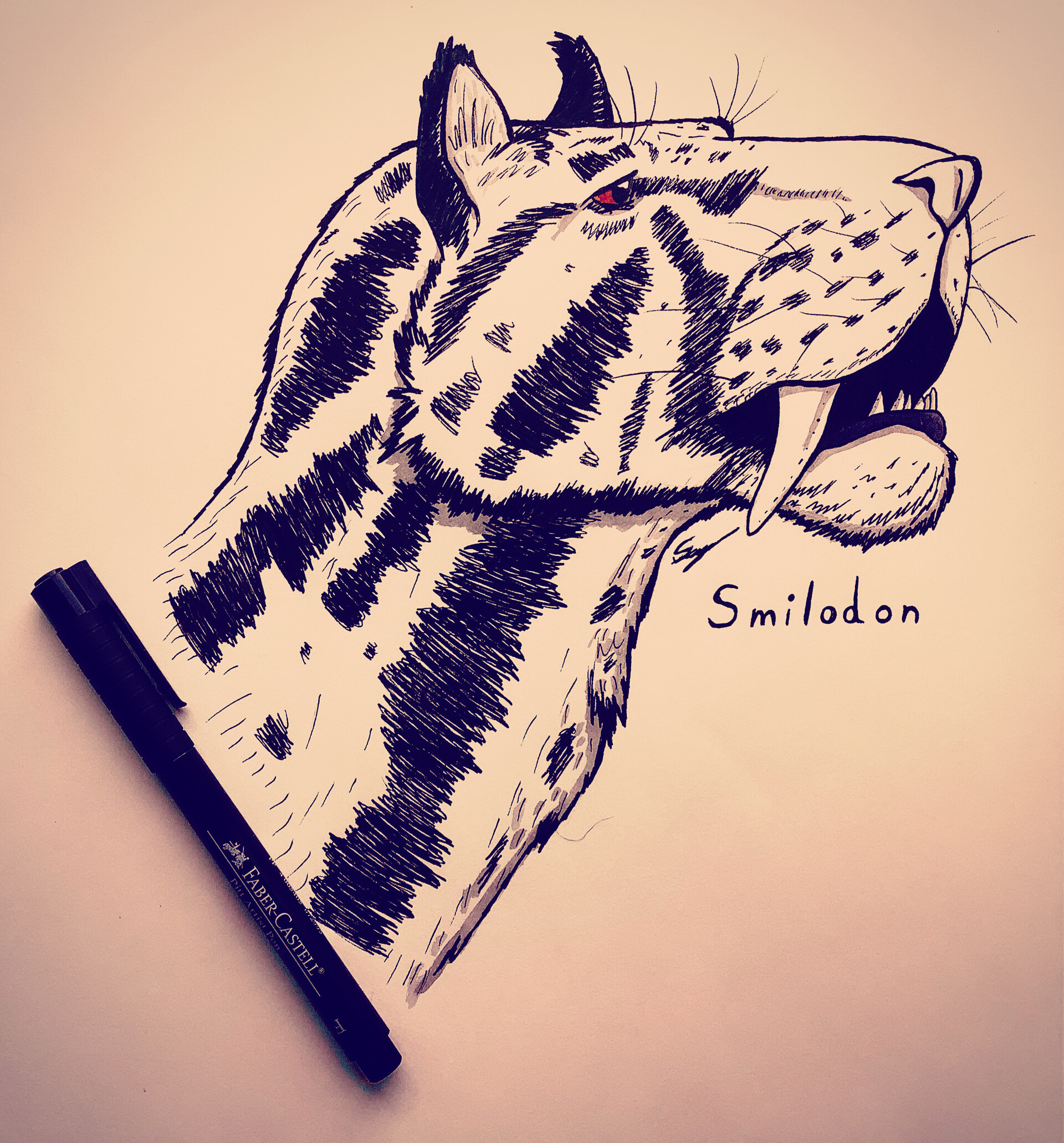 Smilodon Drawing