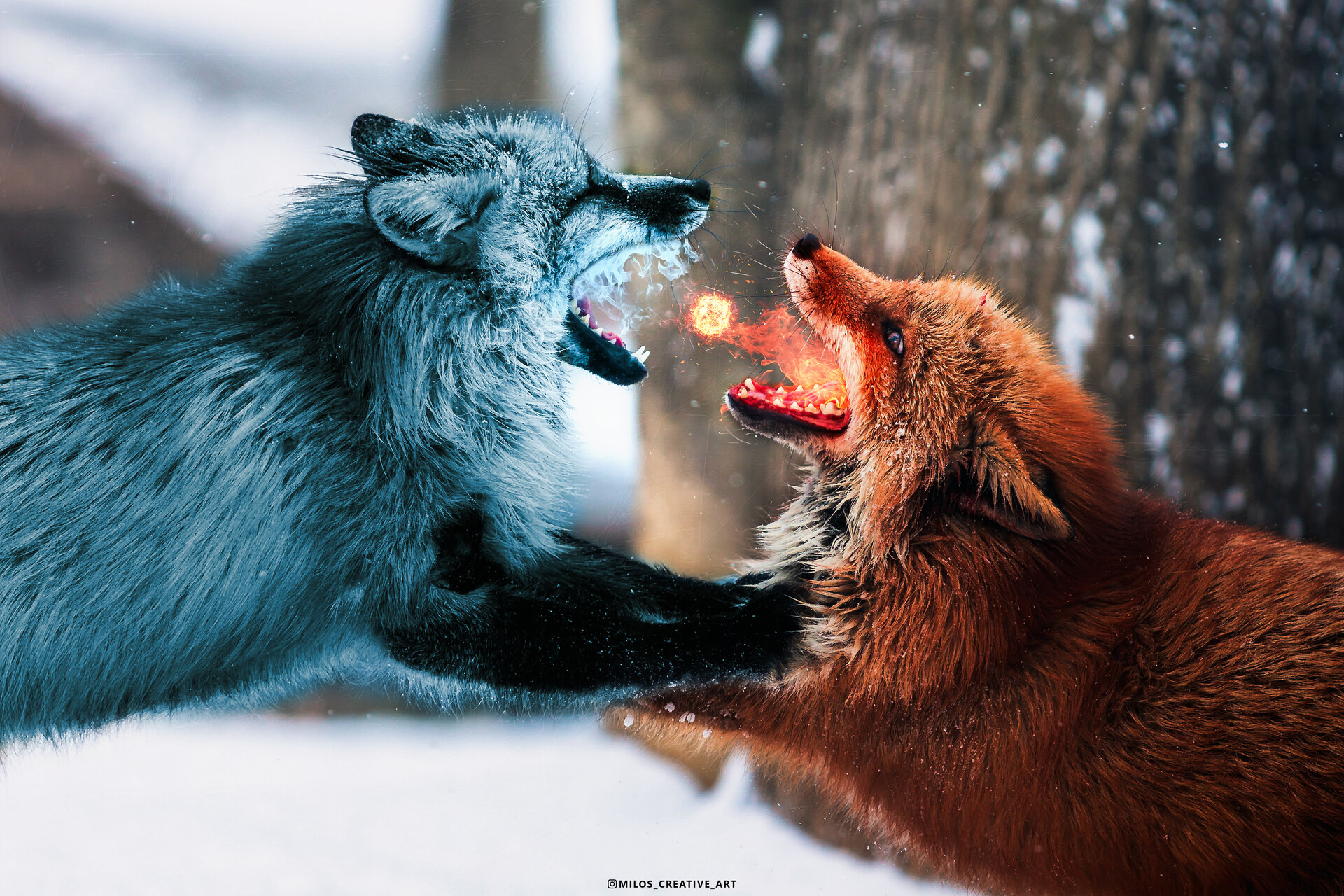 Fire And Ice Wolf Fighting