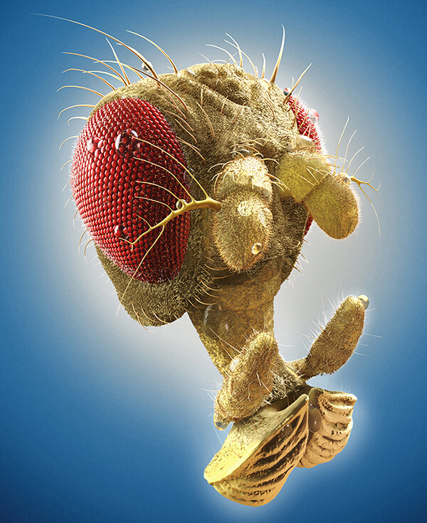 ArtStation - Fruitfly Head