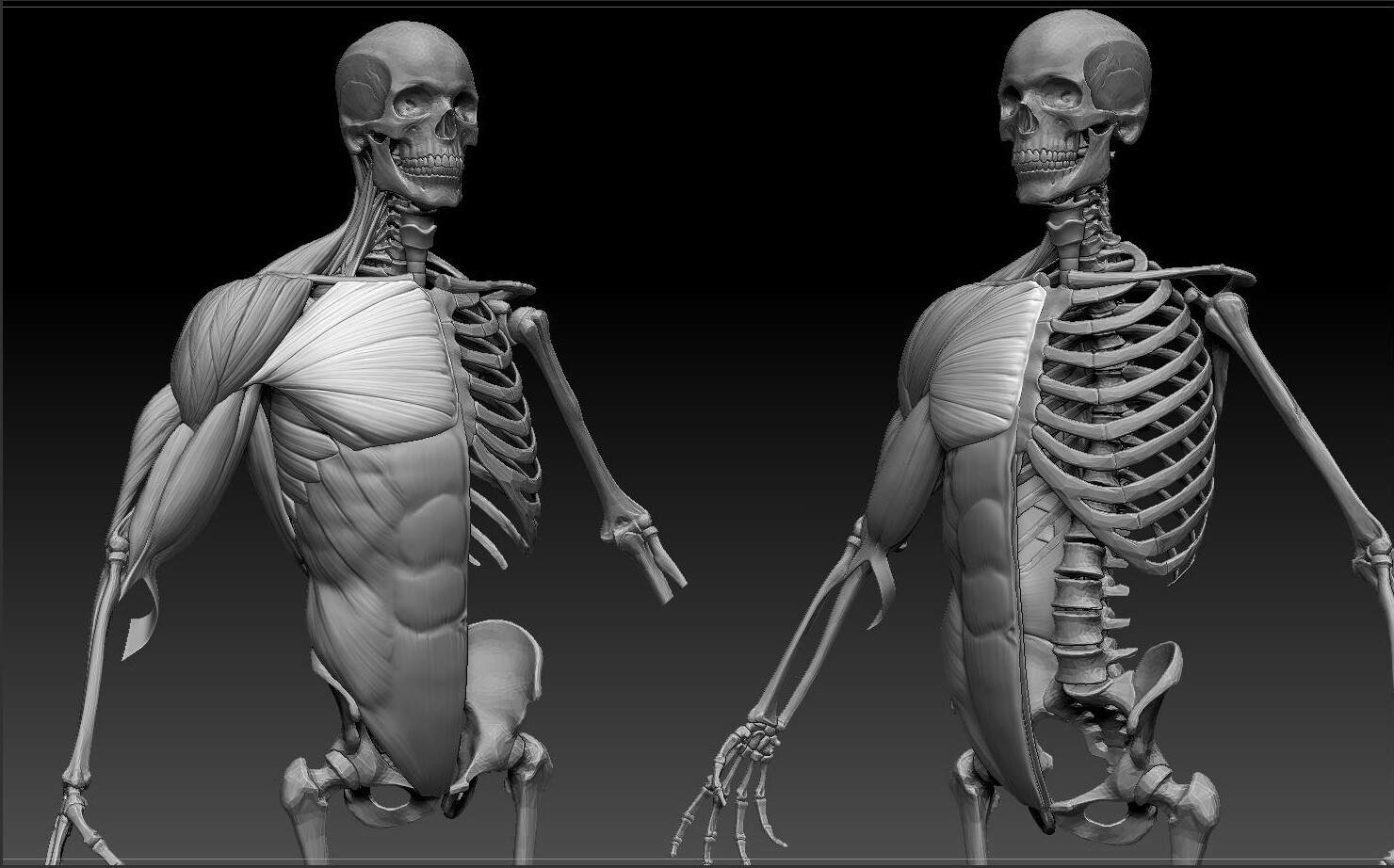 Homes Ho - AnatomyTool Project - WIP 1