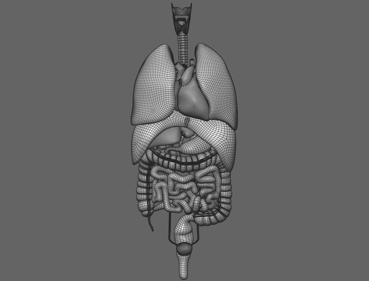 Human Male Internal Organs Anatomy 3d Model Cgstudio