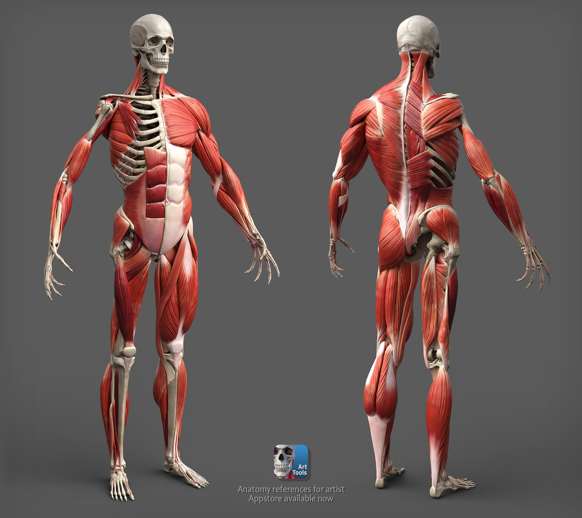 ArtStation - AnatomyTool Project - The Muscles-2