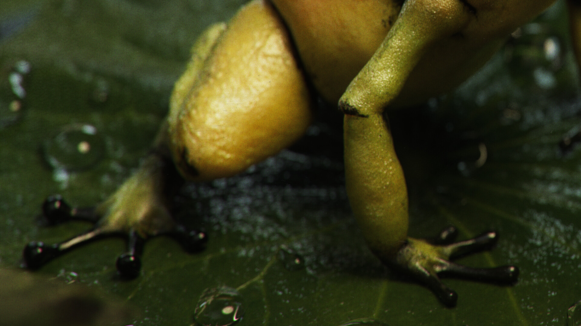 Juan Melo - Golden Frog