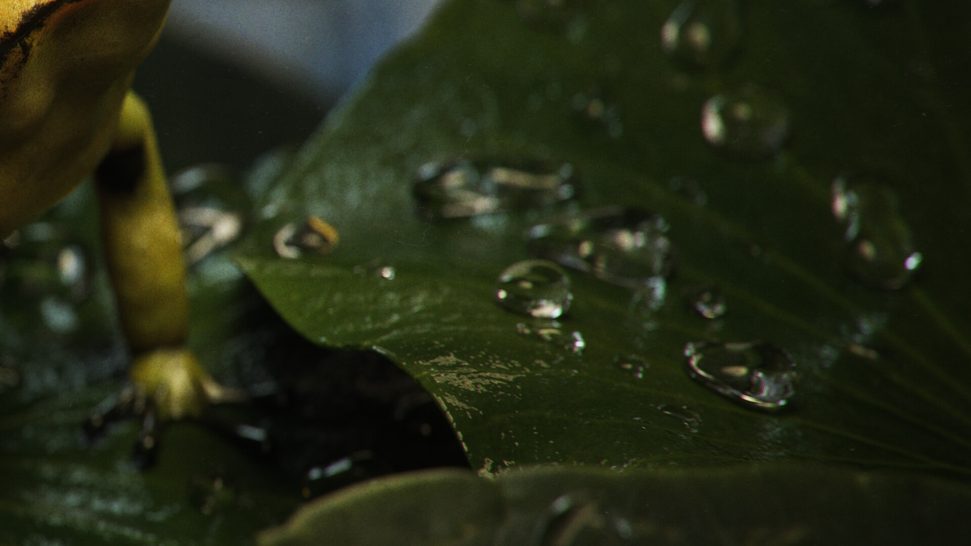 Juan Melo - Golden Frog