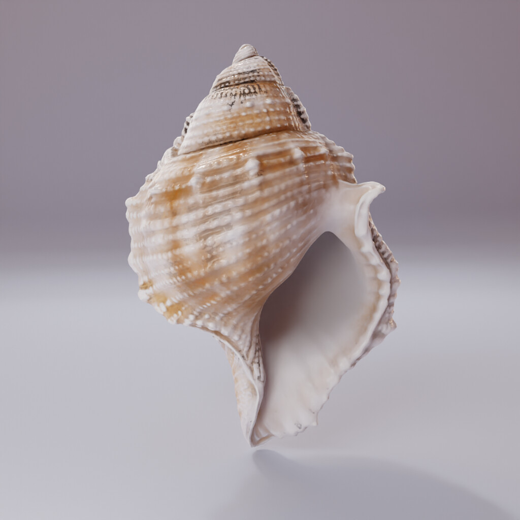 ArtStation - Conch Shell