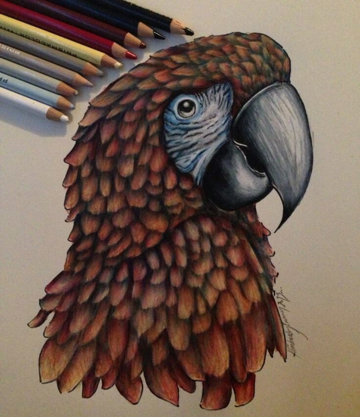 Parrot Pencil Drawing
