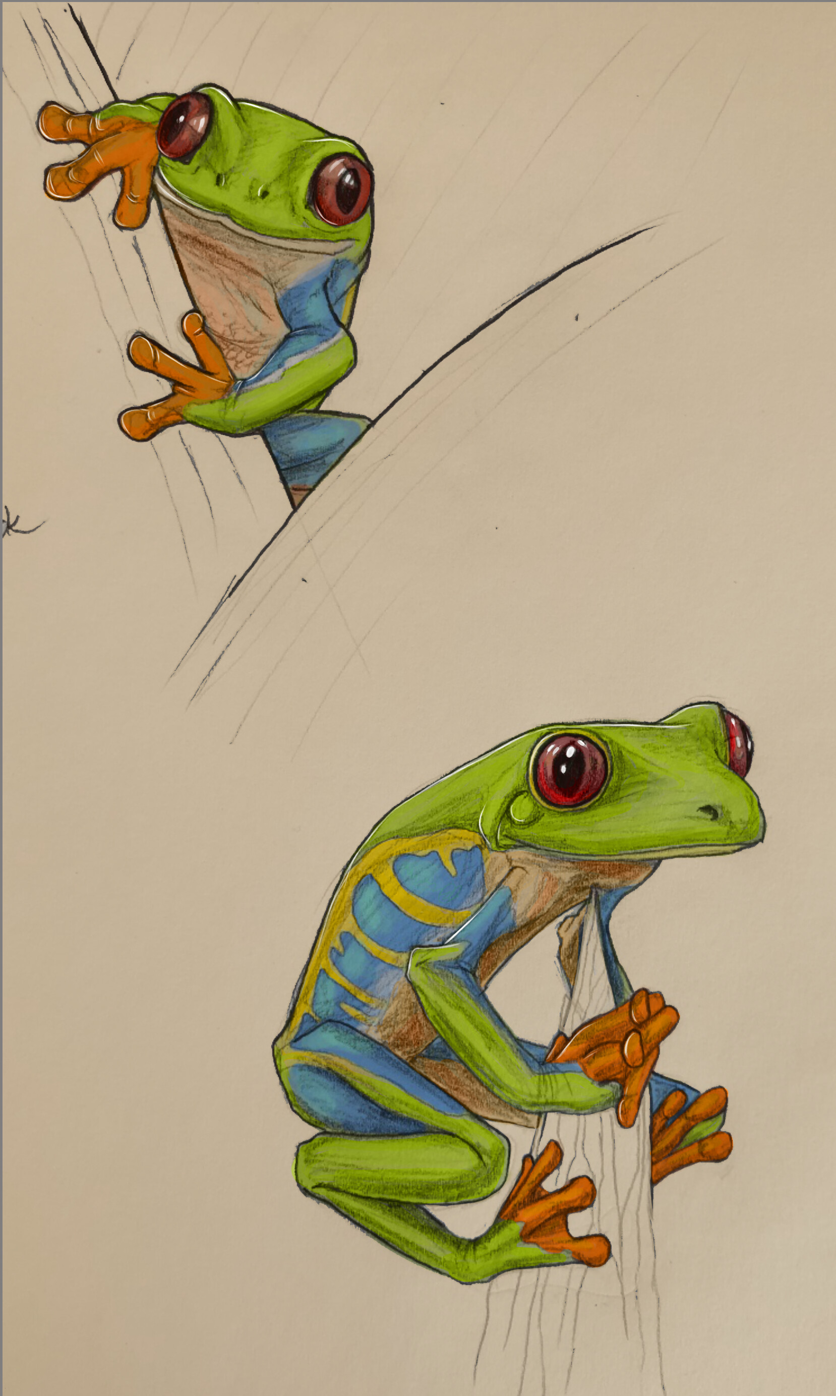 ArtStation - Animal Studies